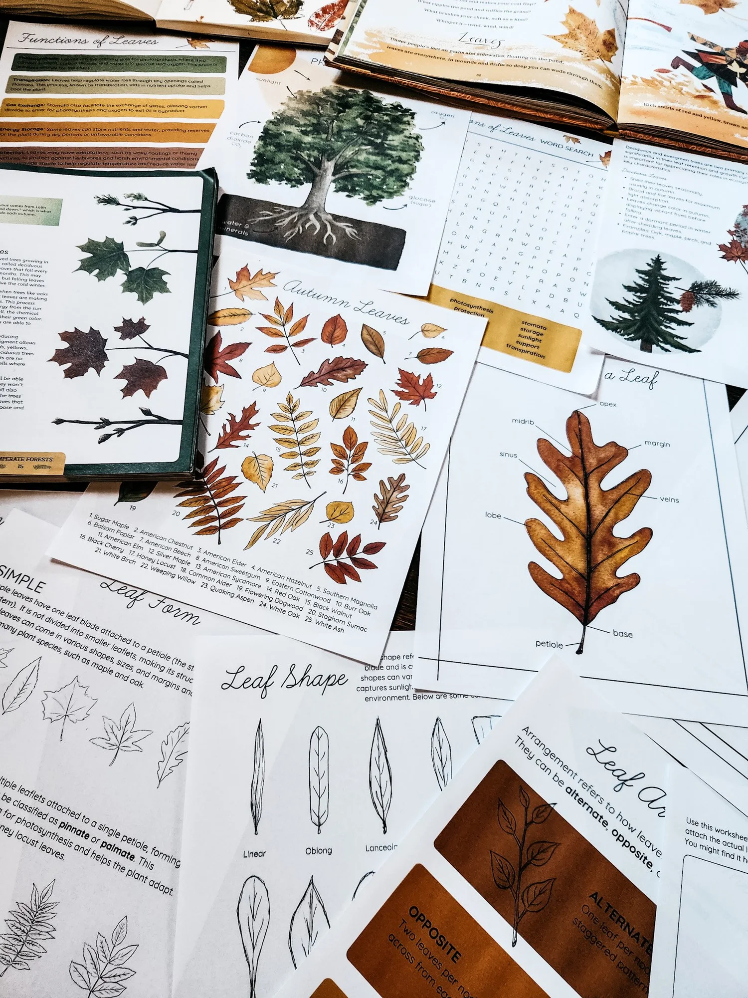 Mushroom Unit Study — Stephanie Hathaway Designs