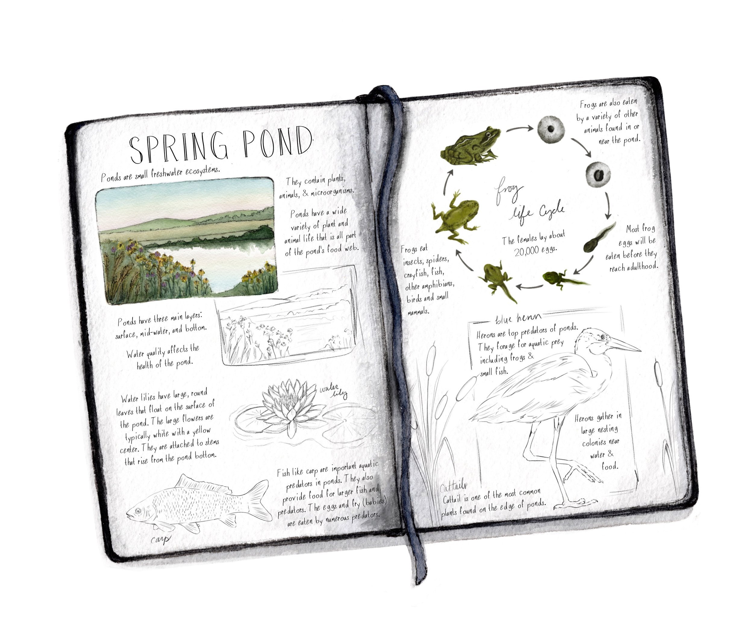 Nature Journaling with Steph: Evergreen Trees — Stephanie Hathaway Designs