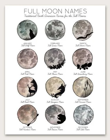 Backyard Nature Anatomy Art Prints, Set of (12) 5x7" Art Prints ...