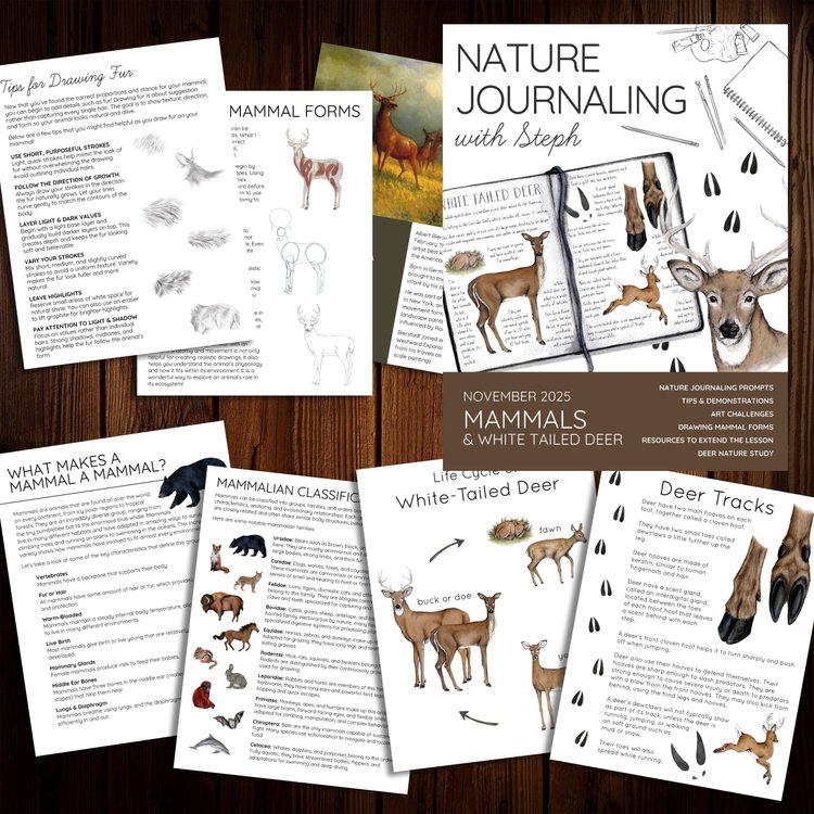 Nature Journaling with Steph — Stephanie Hathaway Designs