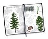 🌲 Evergreen Tree Nature Journaling Prompt! 🌲 — Stephanie Hathaway Designs