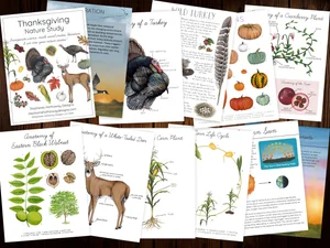 Nature-Inspired Learning & Art Blog | Stephanie Hathaway Designs ...