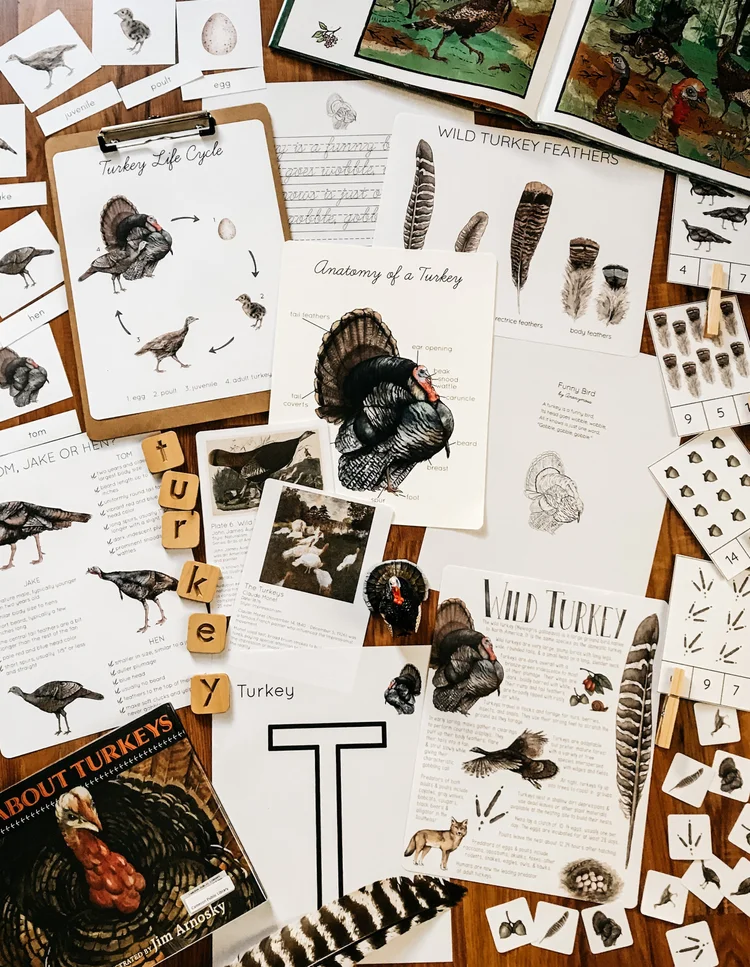 Wild Turkey Nature Study — Stephanie Hathaway Designs