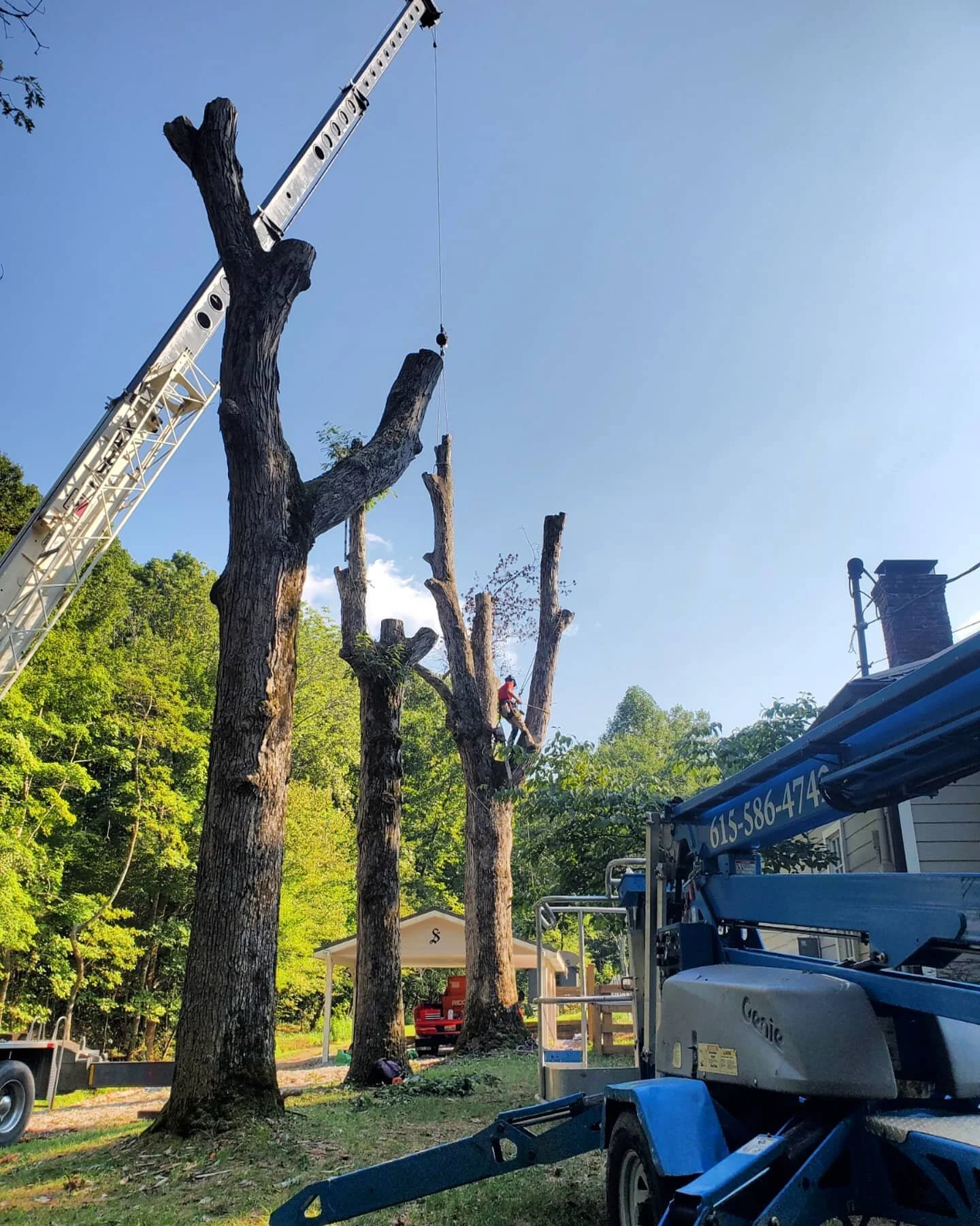 Franklin, TN Tree Services & Tree Removal | TN Tree Preservation