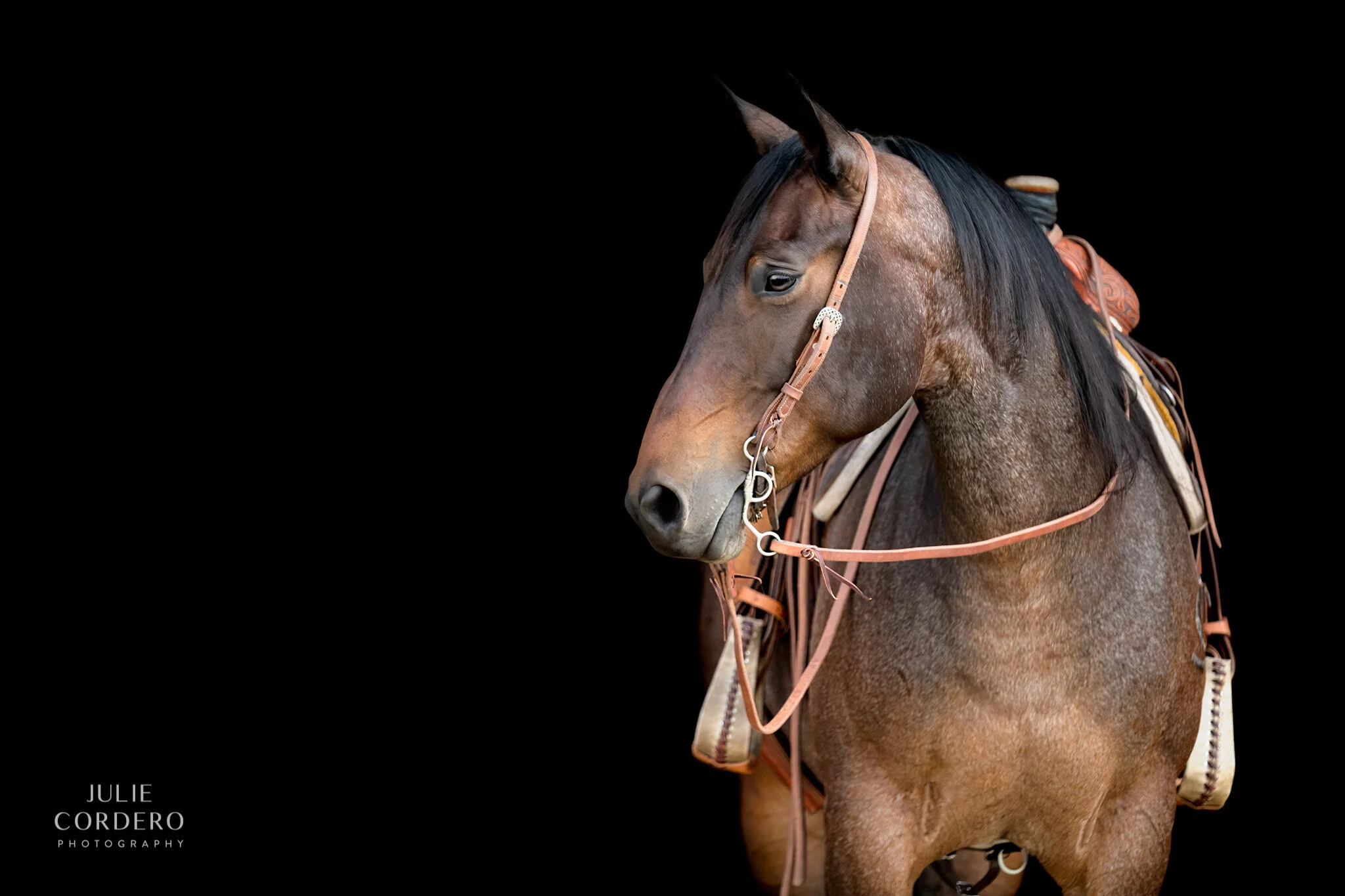 Ranch Horse Photography