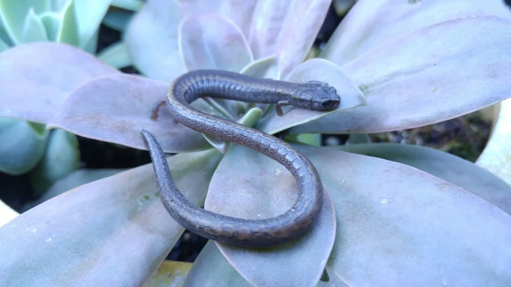 How To Create A Salamander Garden — Things That Creep