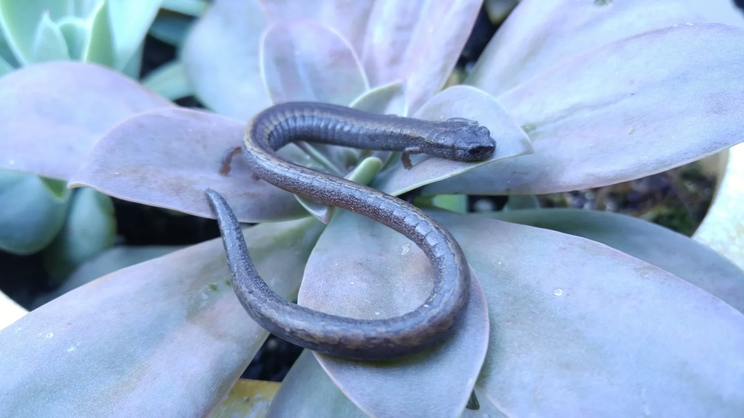 How To Create A Salamander Garden — Things That Creep