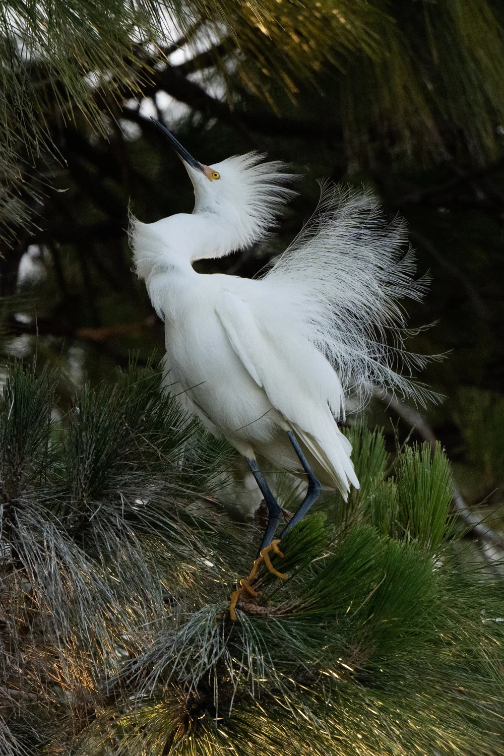 The Egrets of Alameda: Urban Birdwatching with Cindy Margulis — growing ...