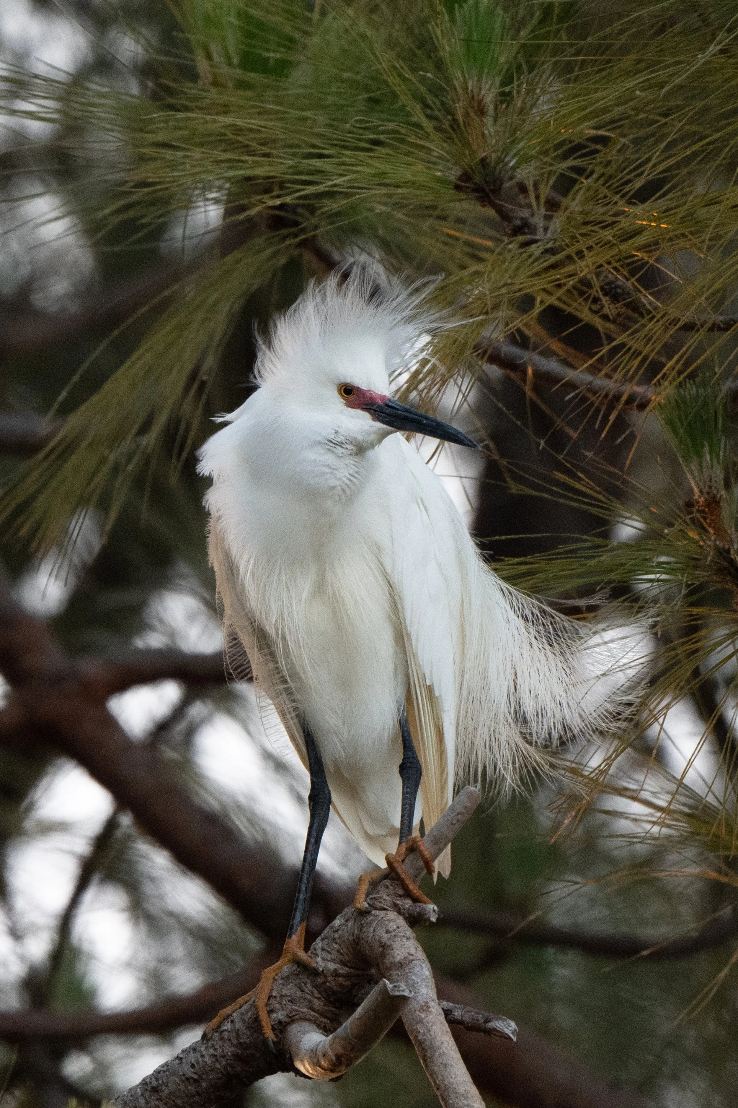 The Egrets of Alameda: Urban Birdwatching with Cindy Margulis — growing ...