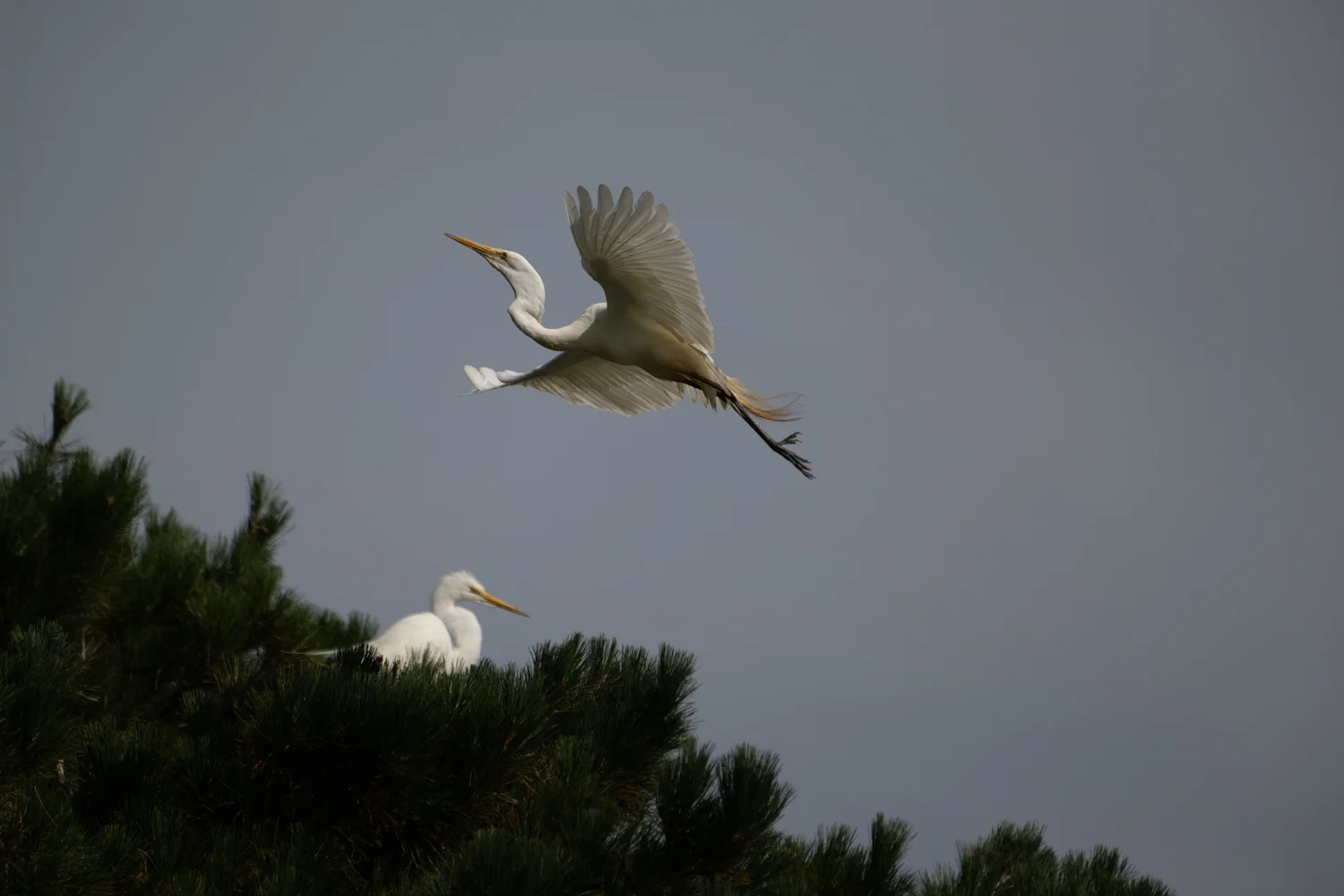 The Egrets of Alameda: Urban Birdwatching with Cindy Margulis — growing ...