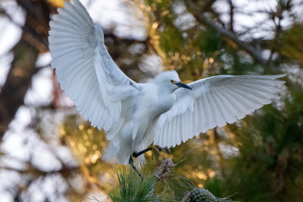 The Egrets of Alameda: Urban Birdwatching with Cindy Margulis — growing ...