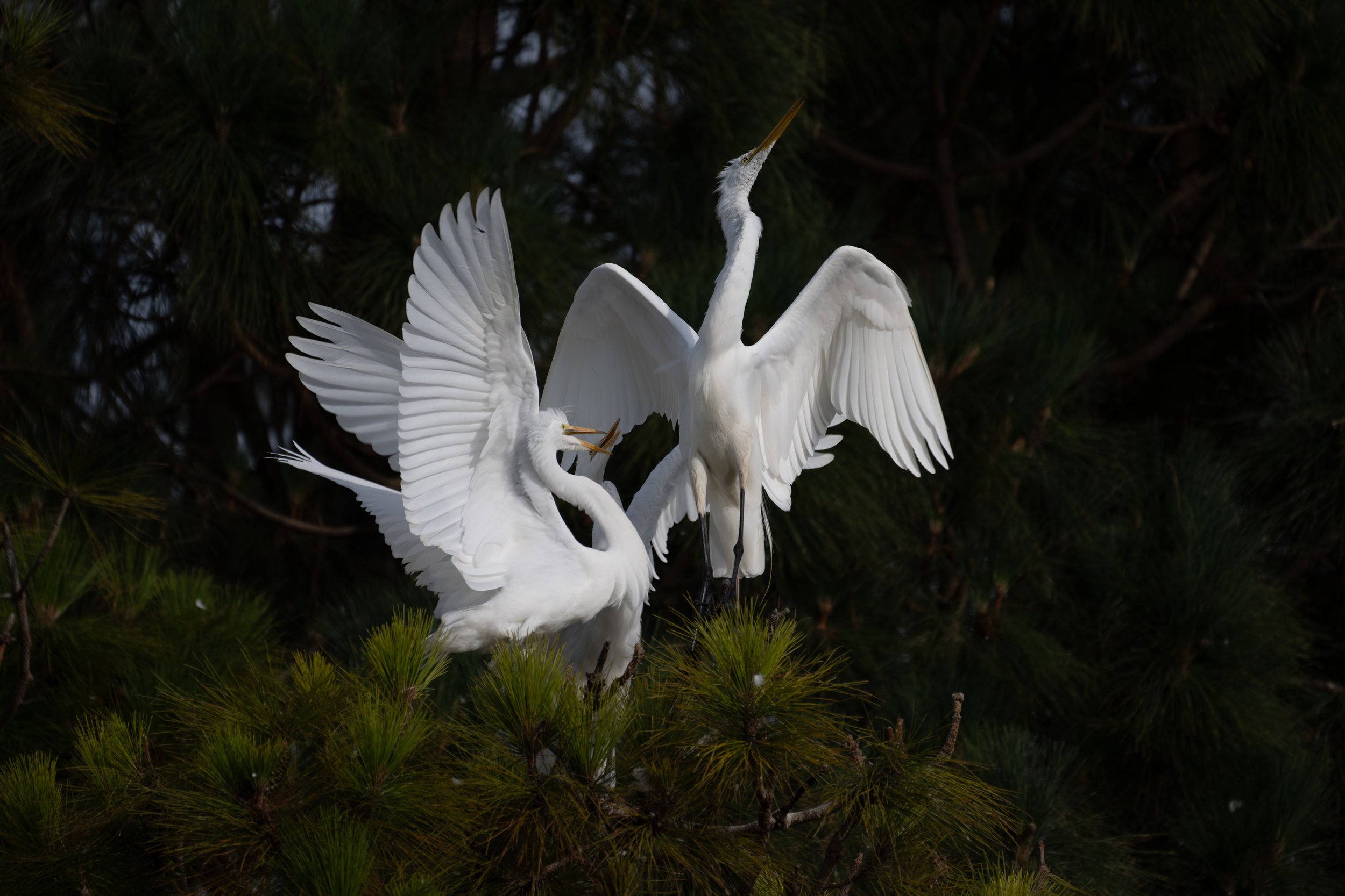 The Egrets of Alameda: Urban Birdwatching with Cindy Margulis — growing ...