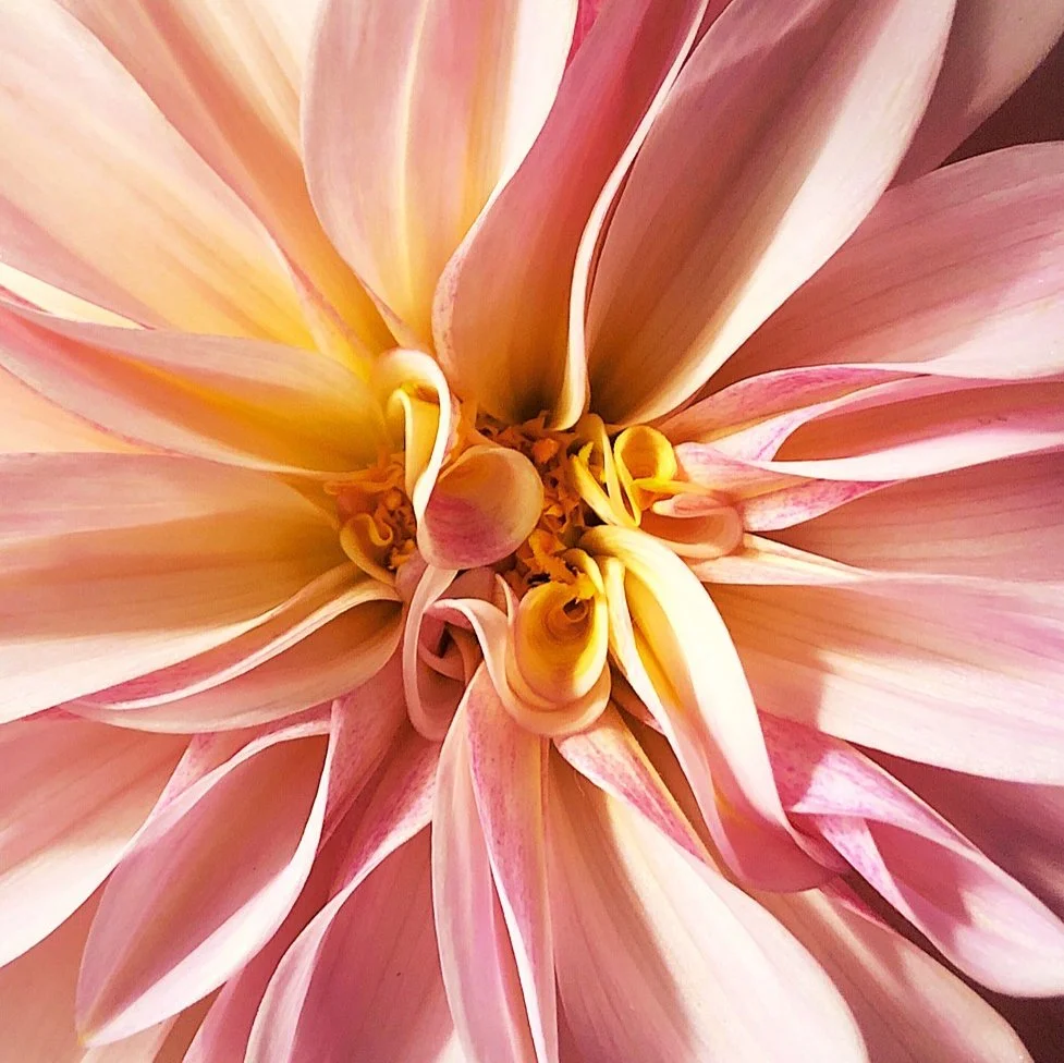 ABOUT — STILL POINT FLOWERS