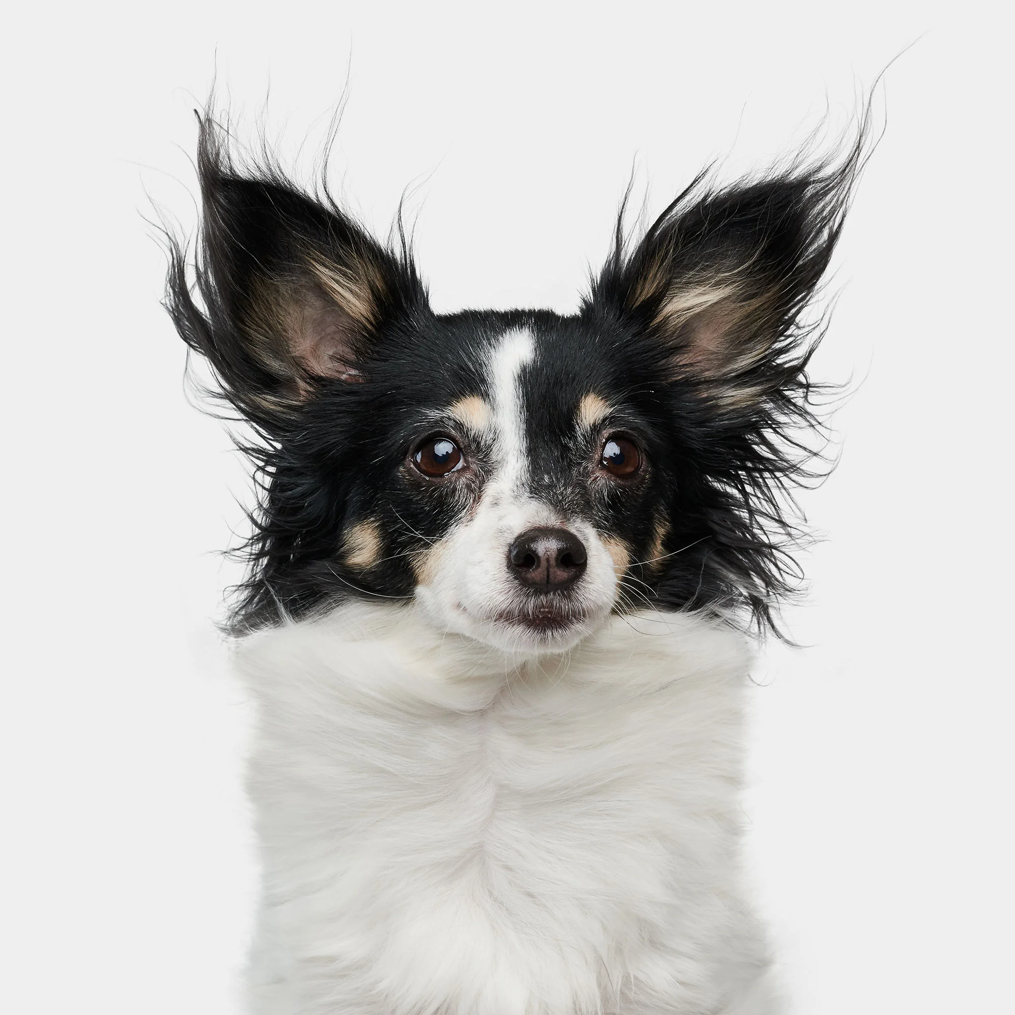 Commissions — Randal Ford