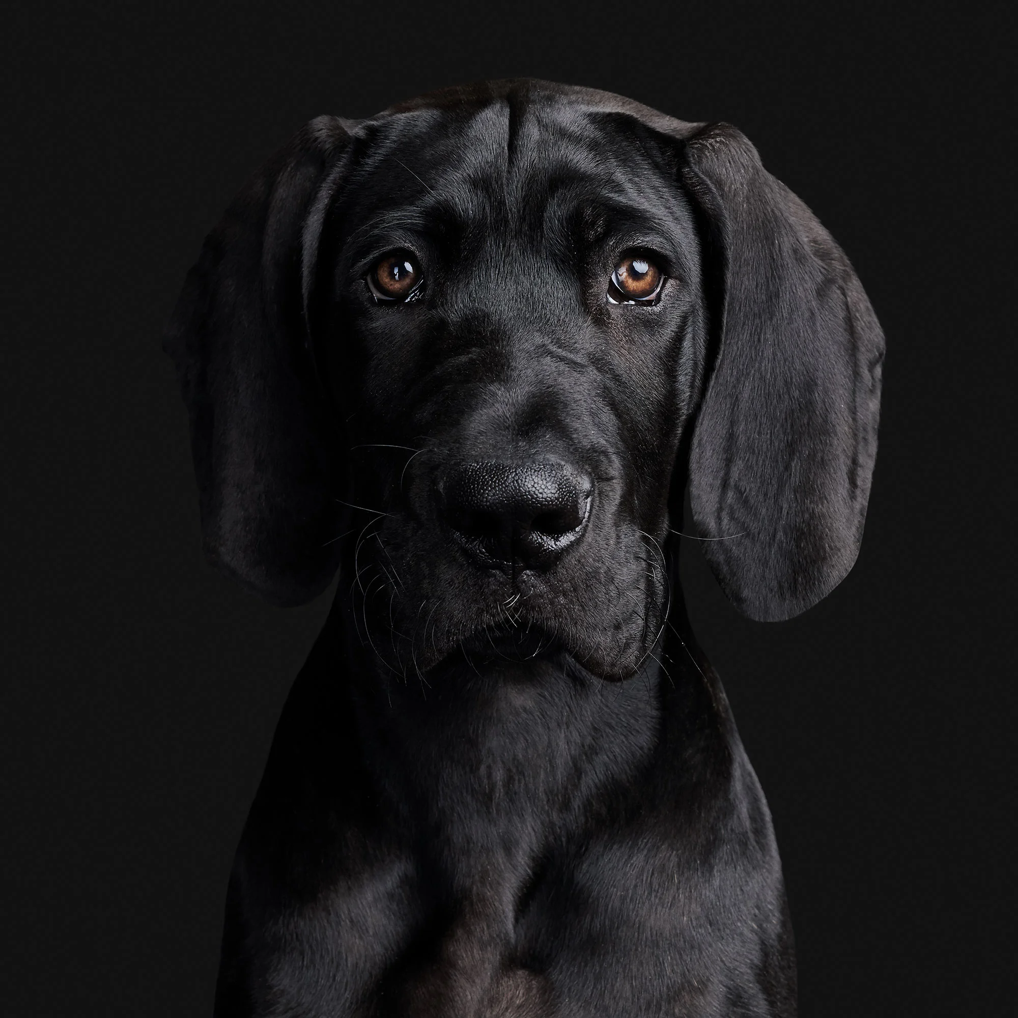 Commissions — Randal Ford