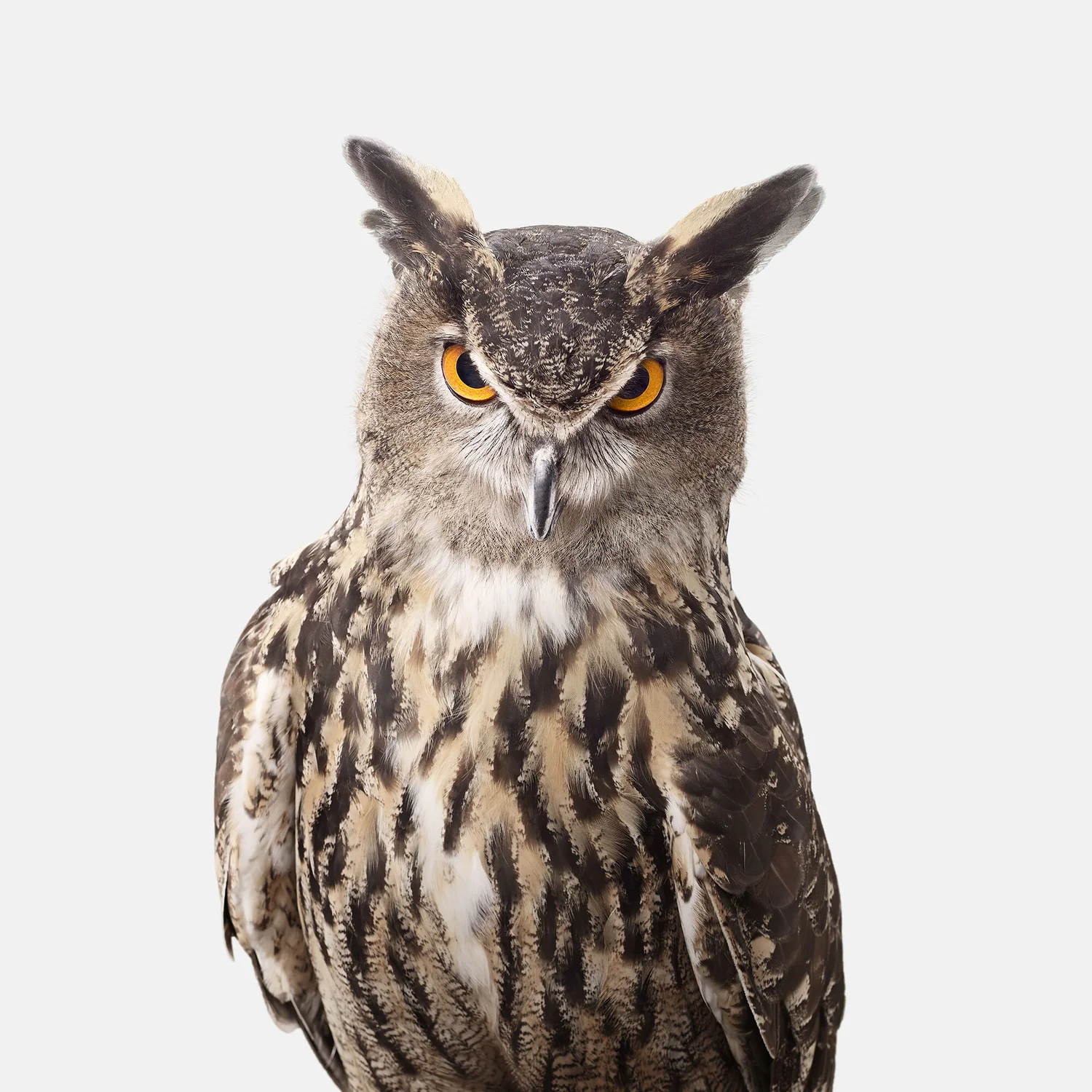 Great Horned Owl Head