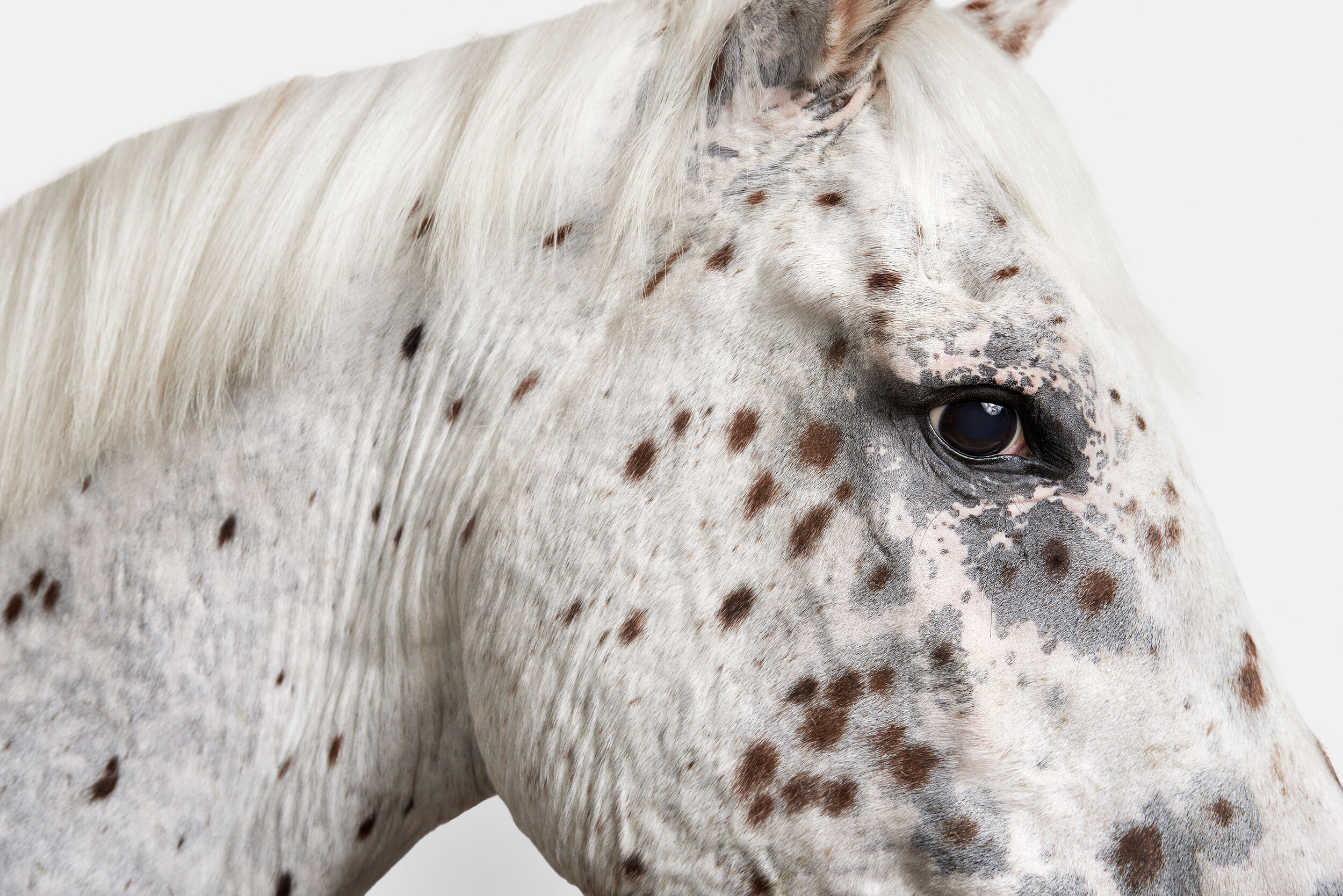 Leopard Appaloosa Stallion