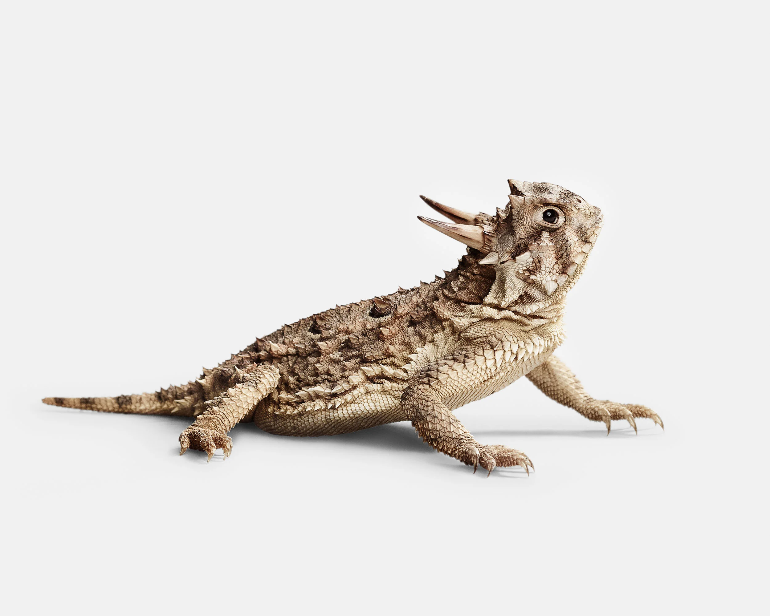 Coast Horned Lizard
