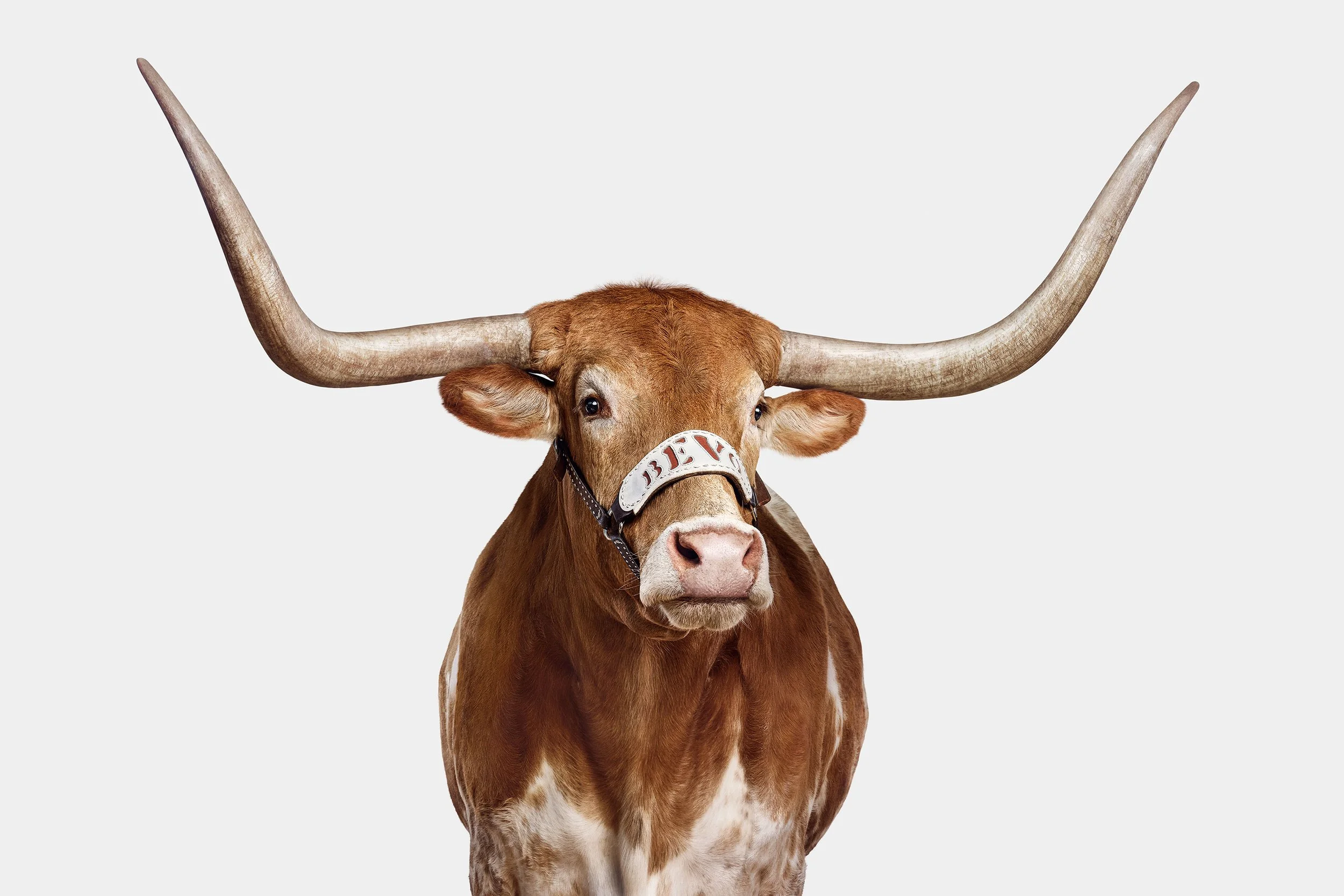 Bevo