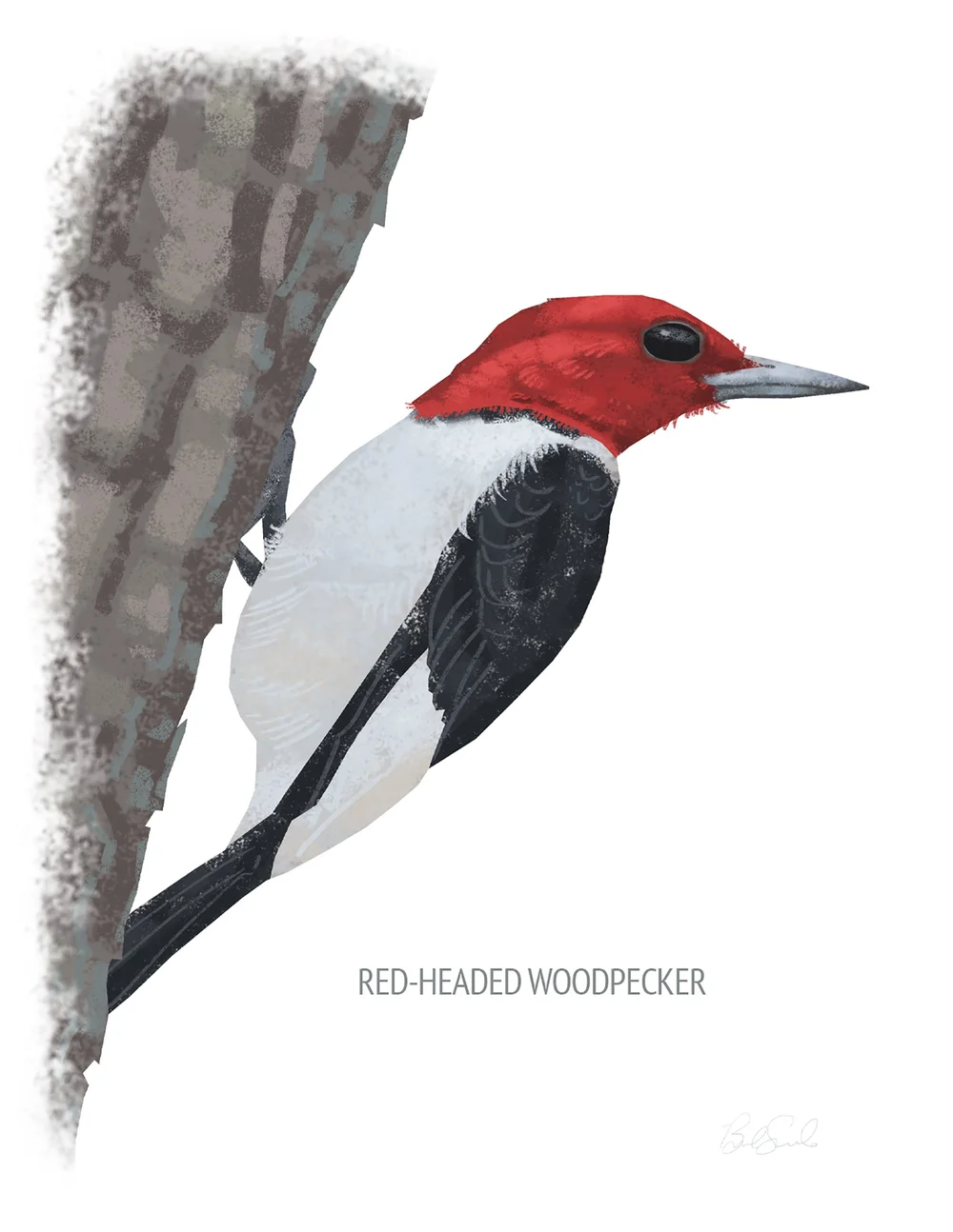 Red Headed Woodpecker Drawing