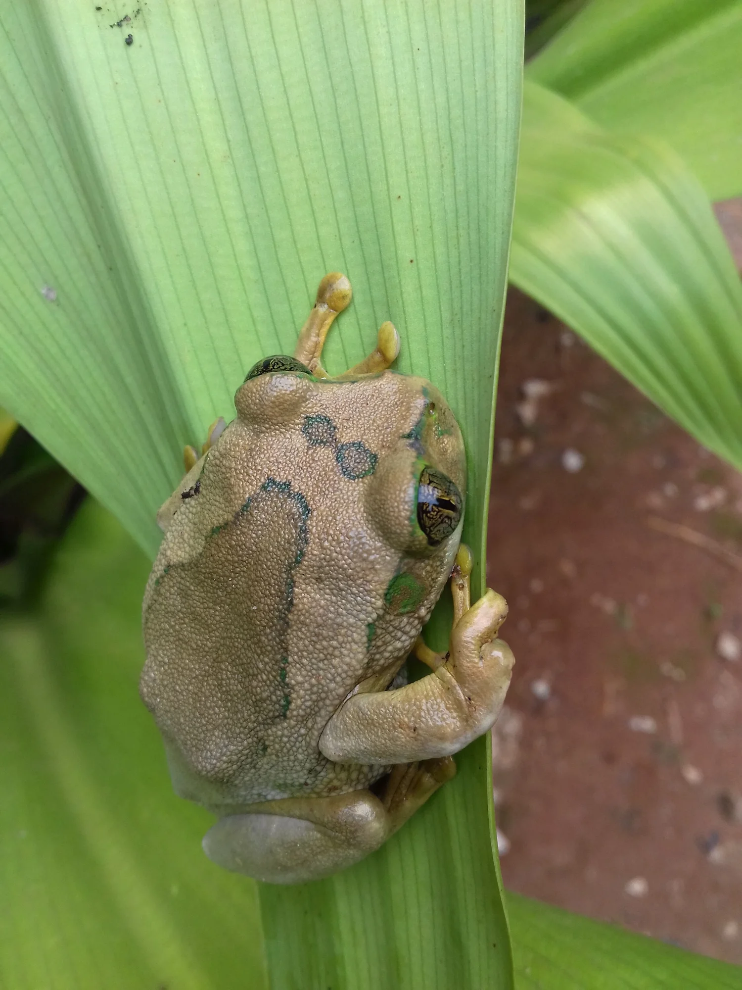 Global Month Photo Contest: Africa — FIUTS | Foundation for ...