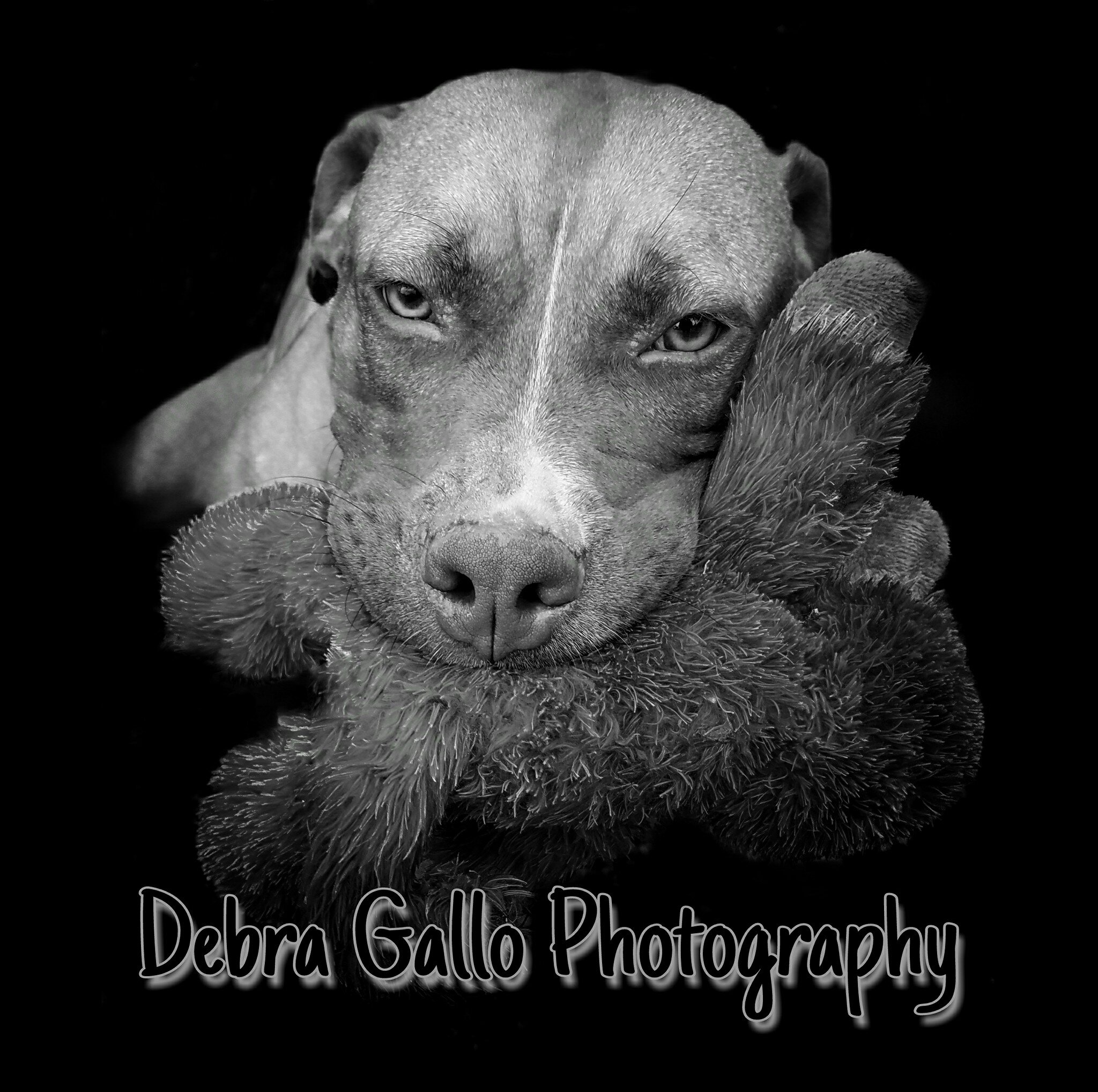 Artist Members — HUDSON VALLEY MOCA