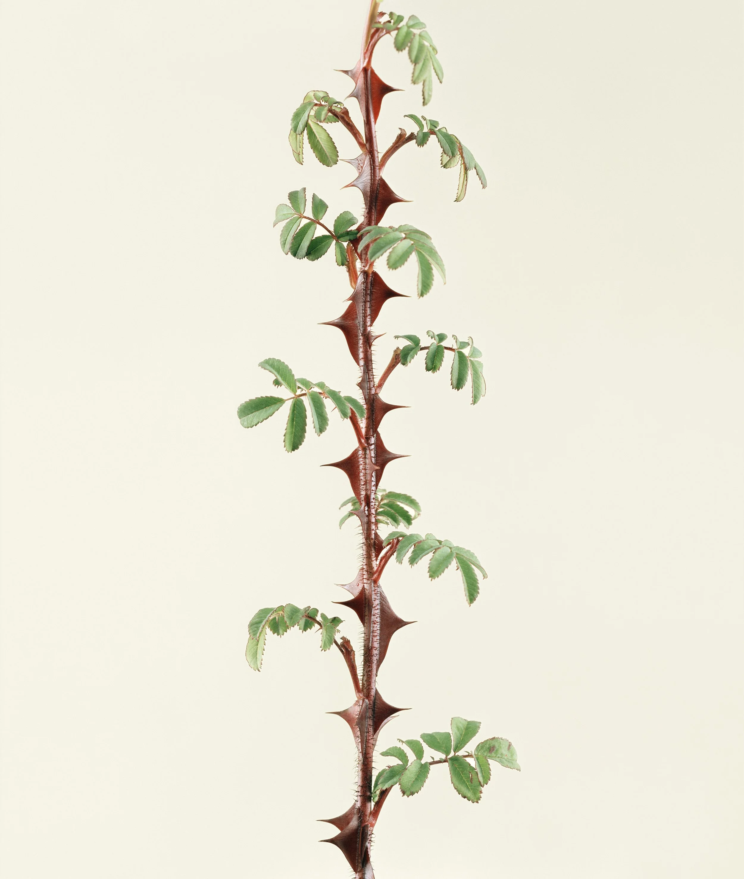 Selected Works — Petrina Hicks
