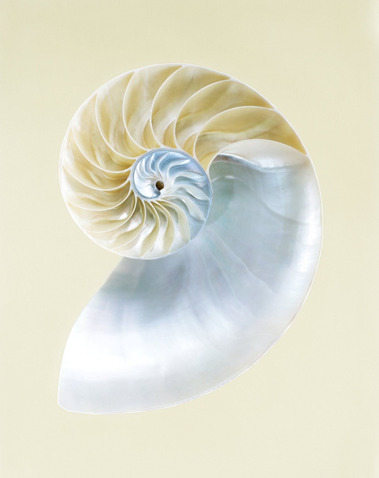 Petrina Hicks artist photographer exhibitions — Petrina Hicks