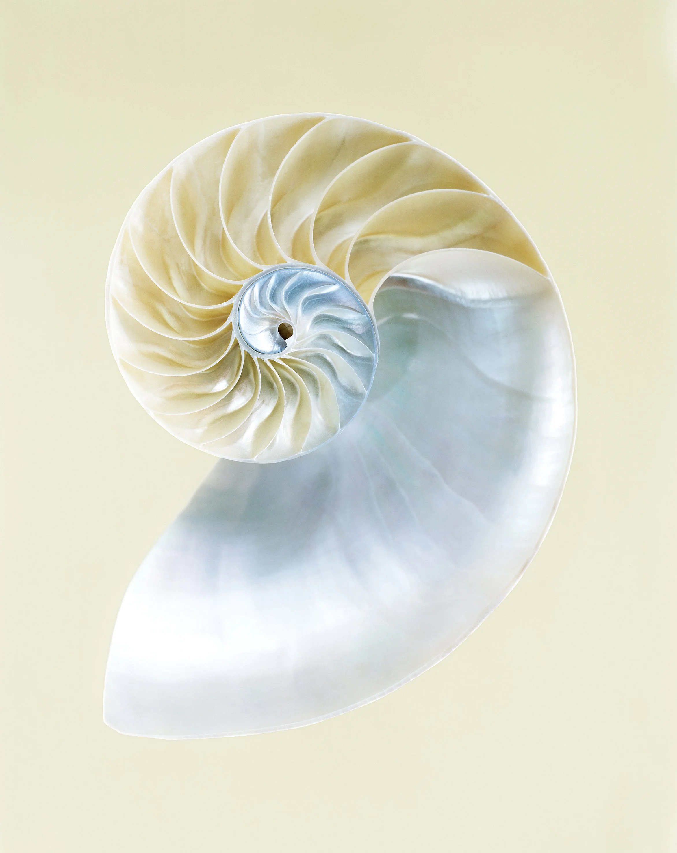 Petrina Hicks artist photographer exhibitions — Petrina Hicks