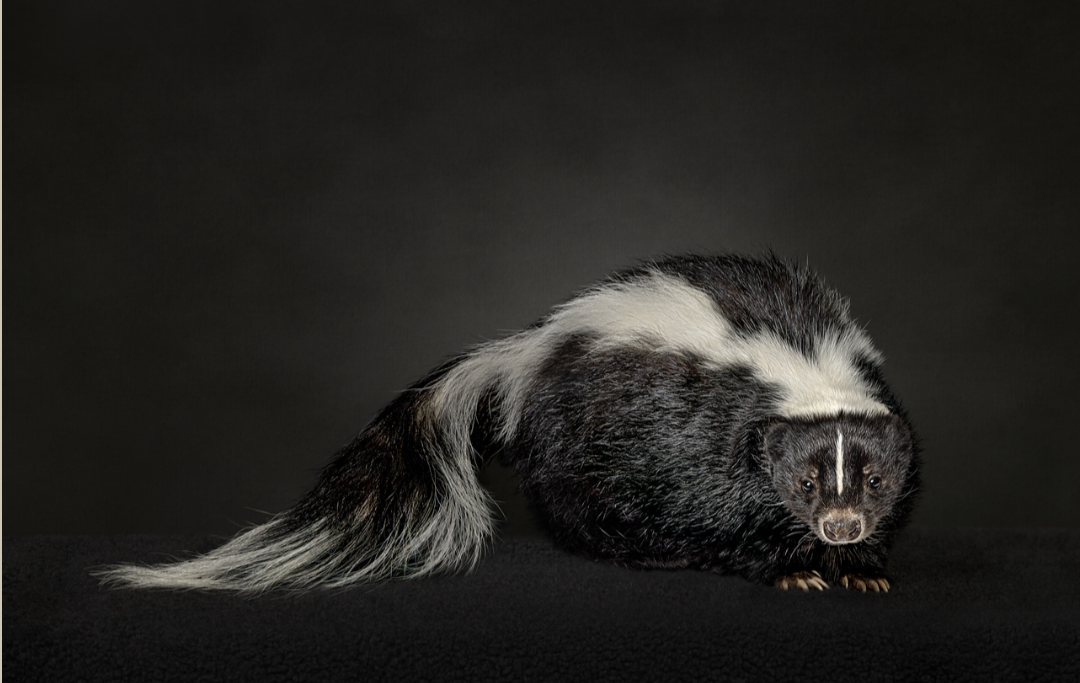 Indiana Skunk Rescue — Wabash Valley Audubon Society