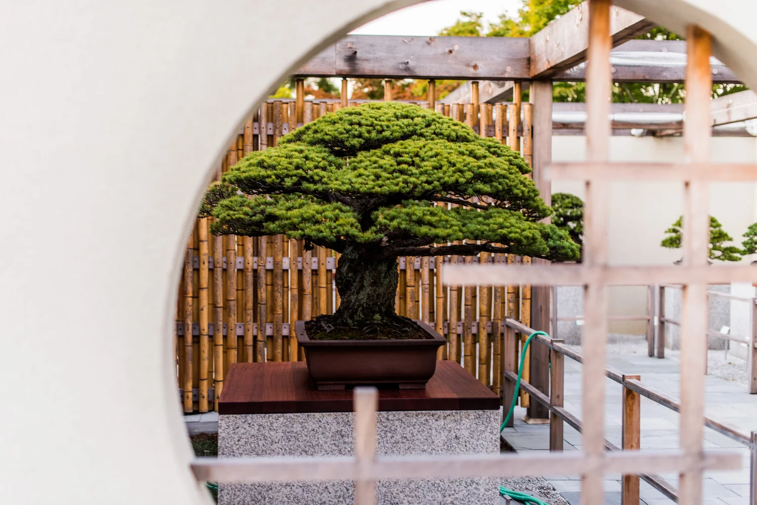 Bonsai & Penjing Museum Collections in DC — National Bonsai Foundation