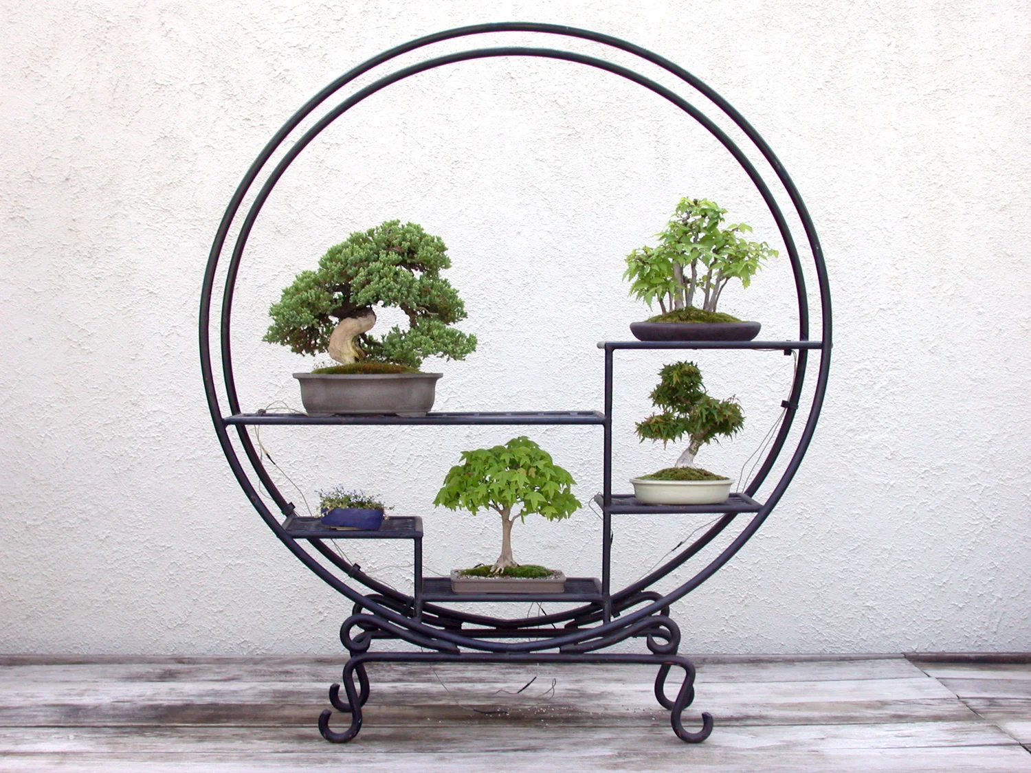 Bonsai & Penjing Museum Collections in DC — National Bonsai Foundation
