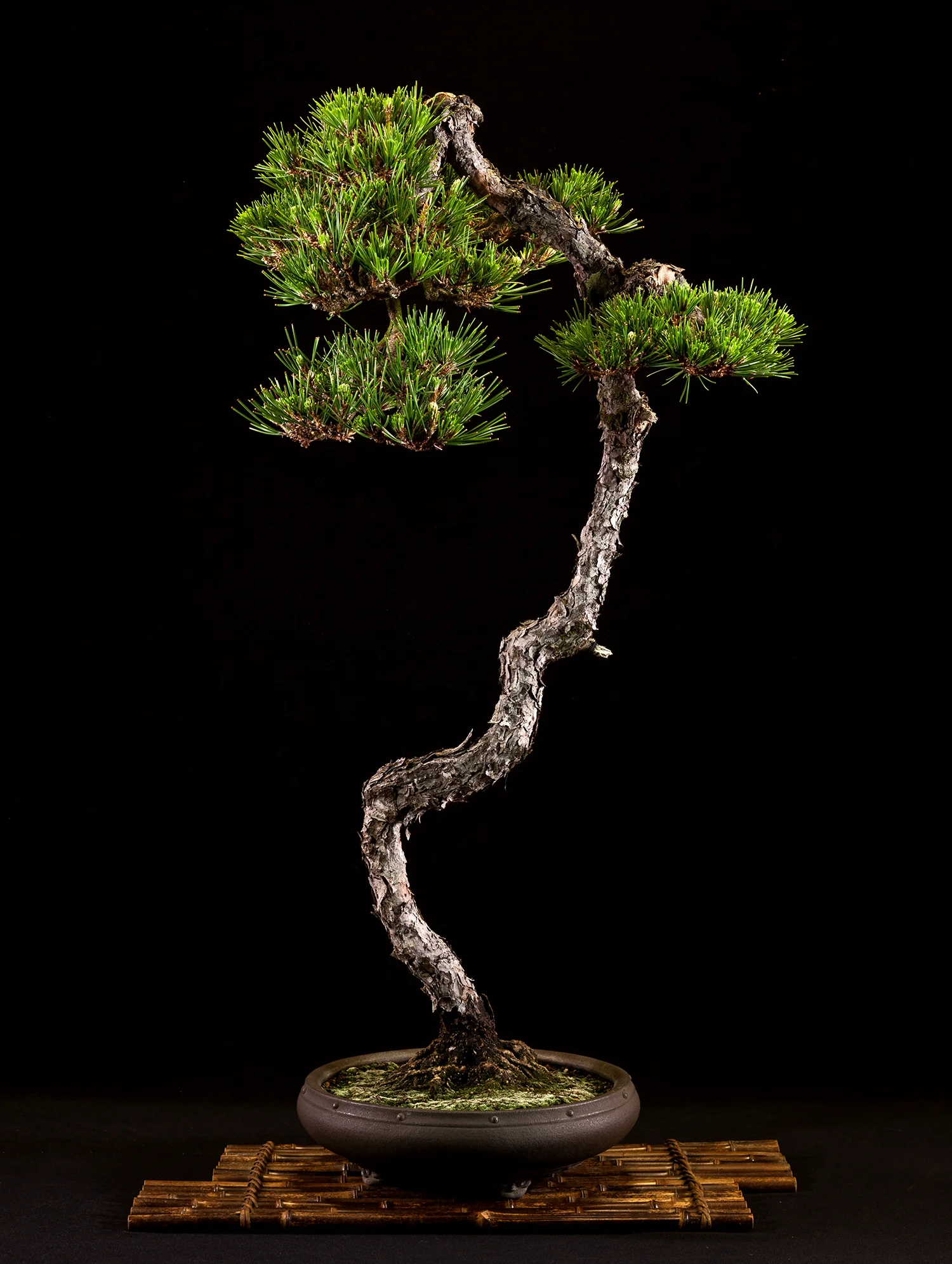 Chinese Collection — National Bonsai Foundation