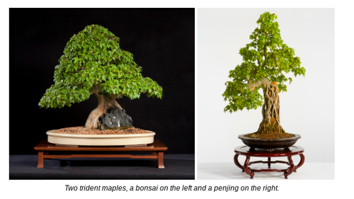 Penjing Defined by Master Zhao Qingquan — National Bonsai Foundation