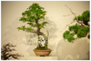 Nick Lenz’s Once-in-a-Lifetime Whimsical Bonsai and Ceramics Display at ...