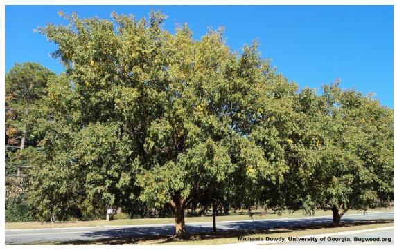 Species Spotlight: Chinese Elm (Ulmus parvifolia) — National Bonsai ...
