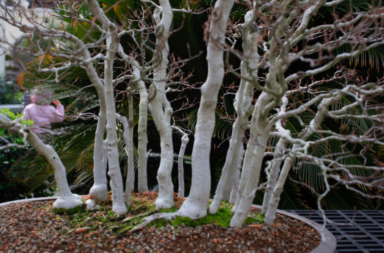 Photographing Bonsai with Stephen Voss: Searching For Order in Bonsai ...
