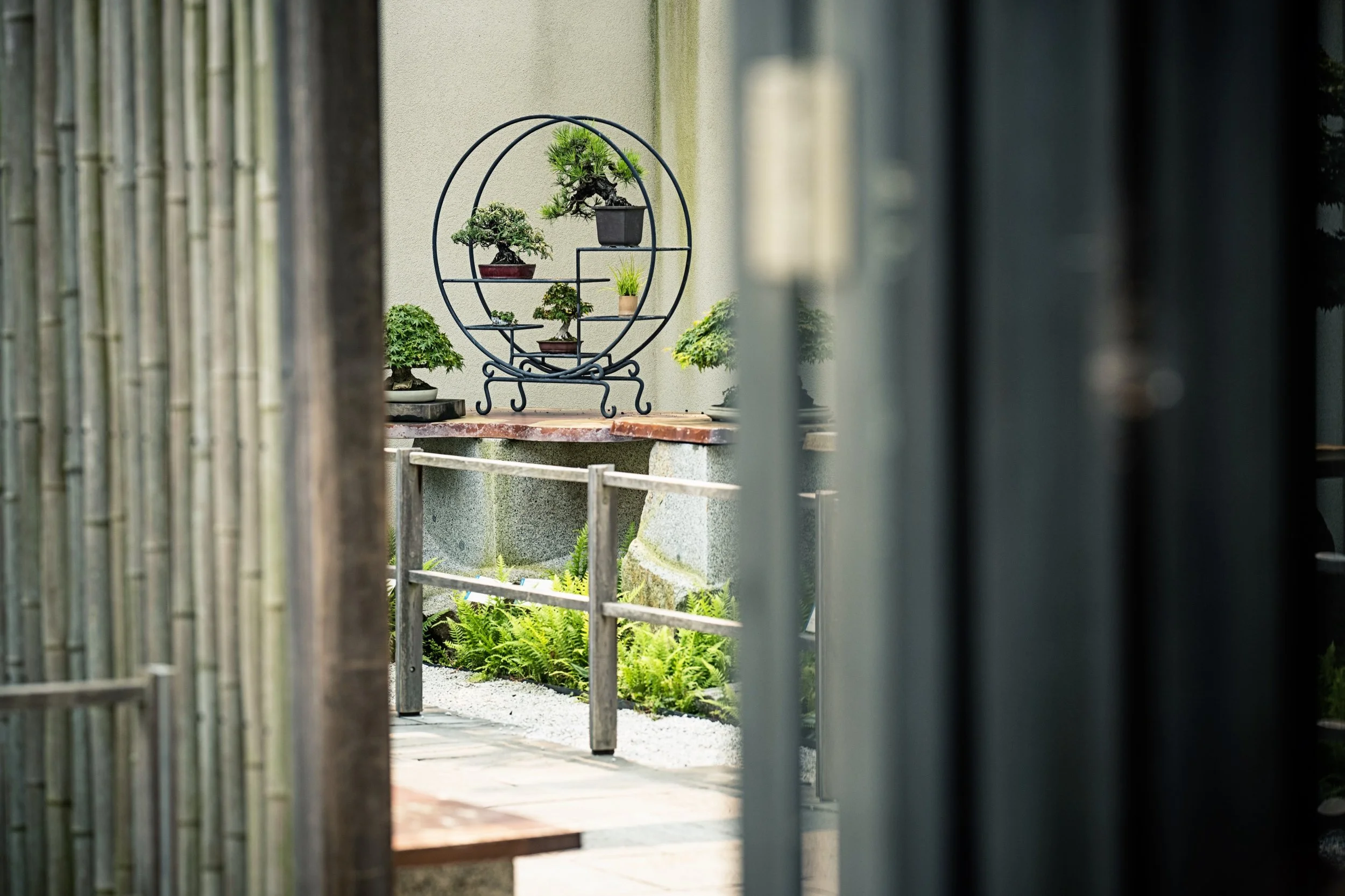 World Bonsai Day 2025 — National Bonsai Foundation