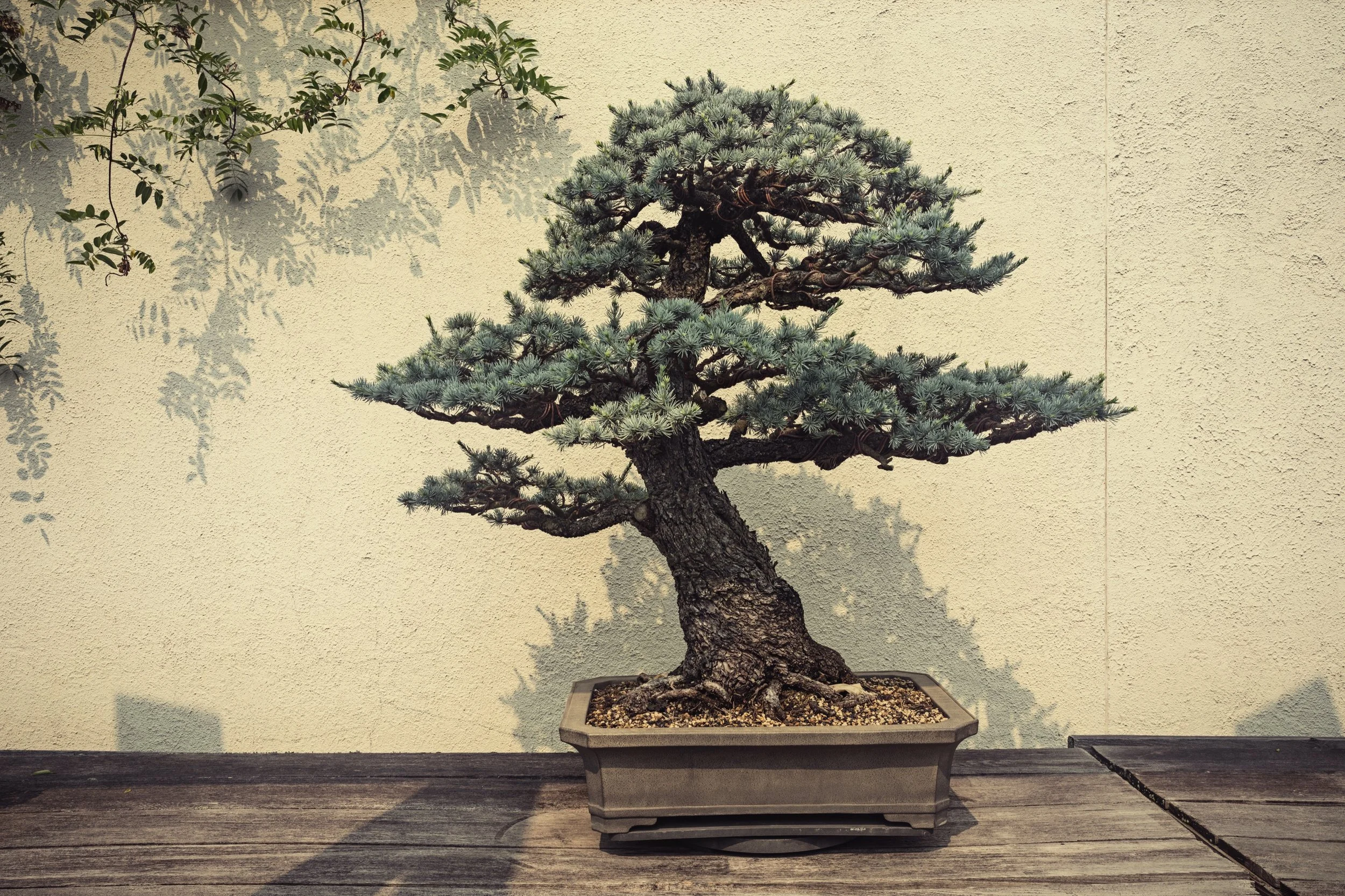 World Bonsai Day 2025 — National Bonsai Foundation