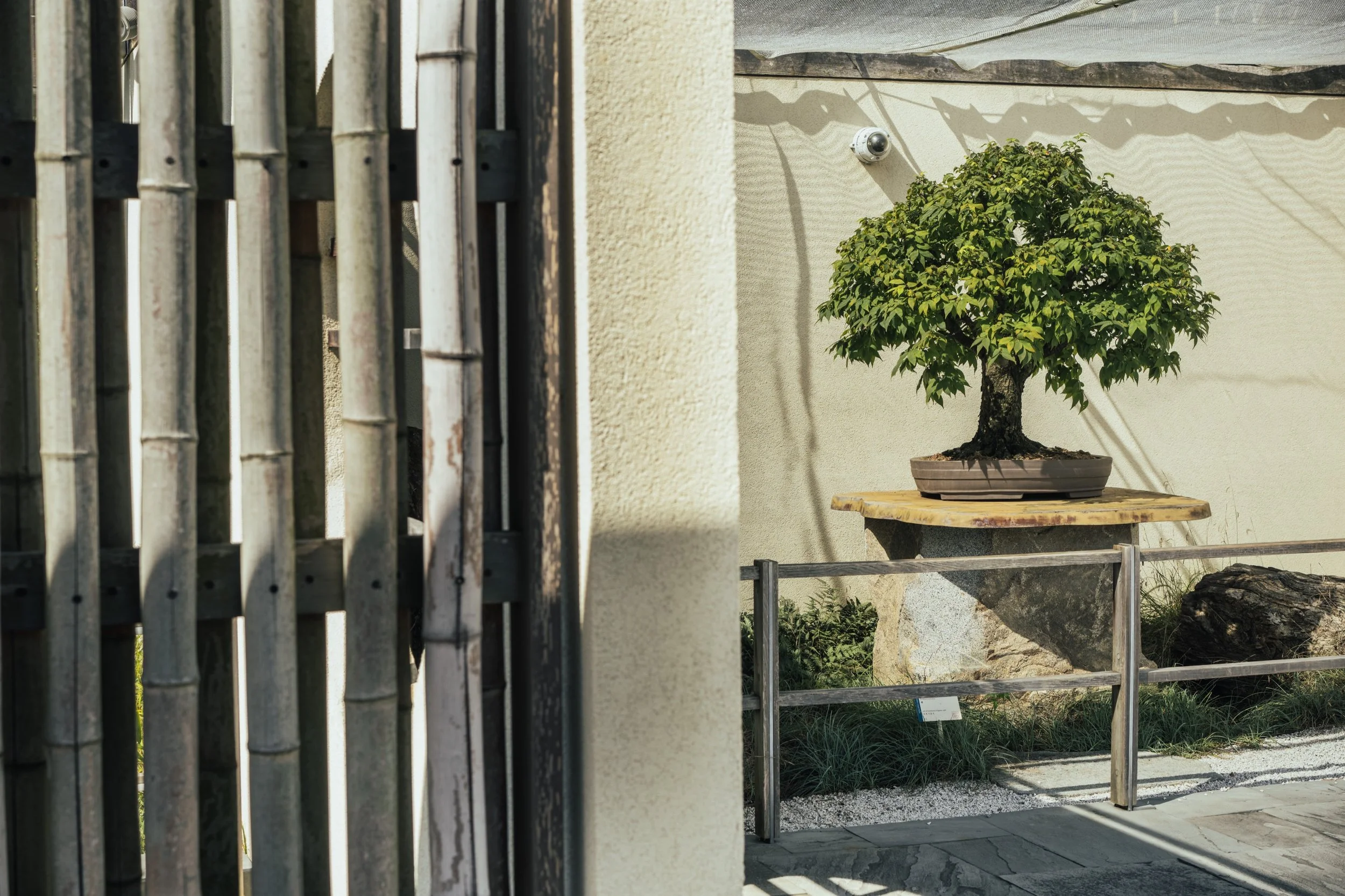 World Bonsai Day 2025 — National Bonsai Foundation