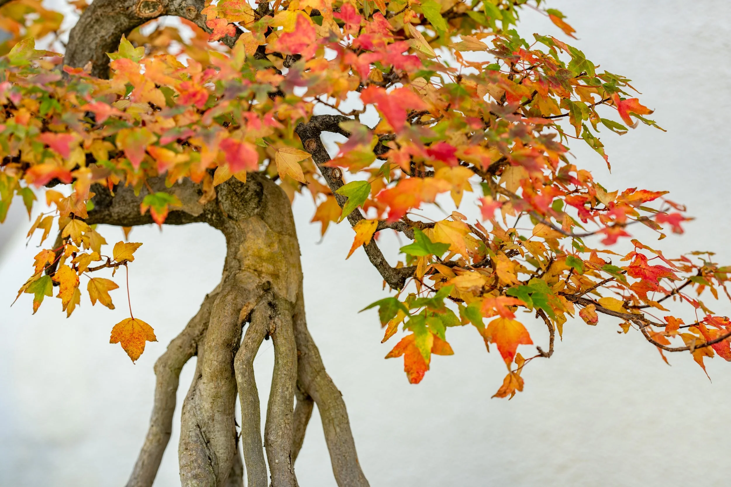 World Bonsai Day 2025 — National Bonsai Foundation