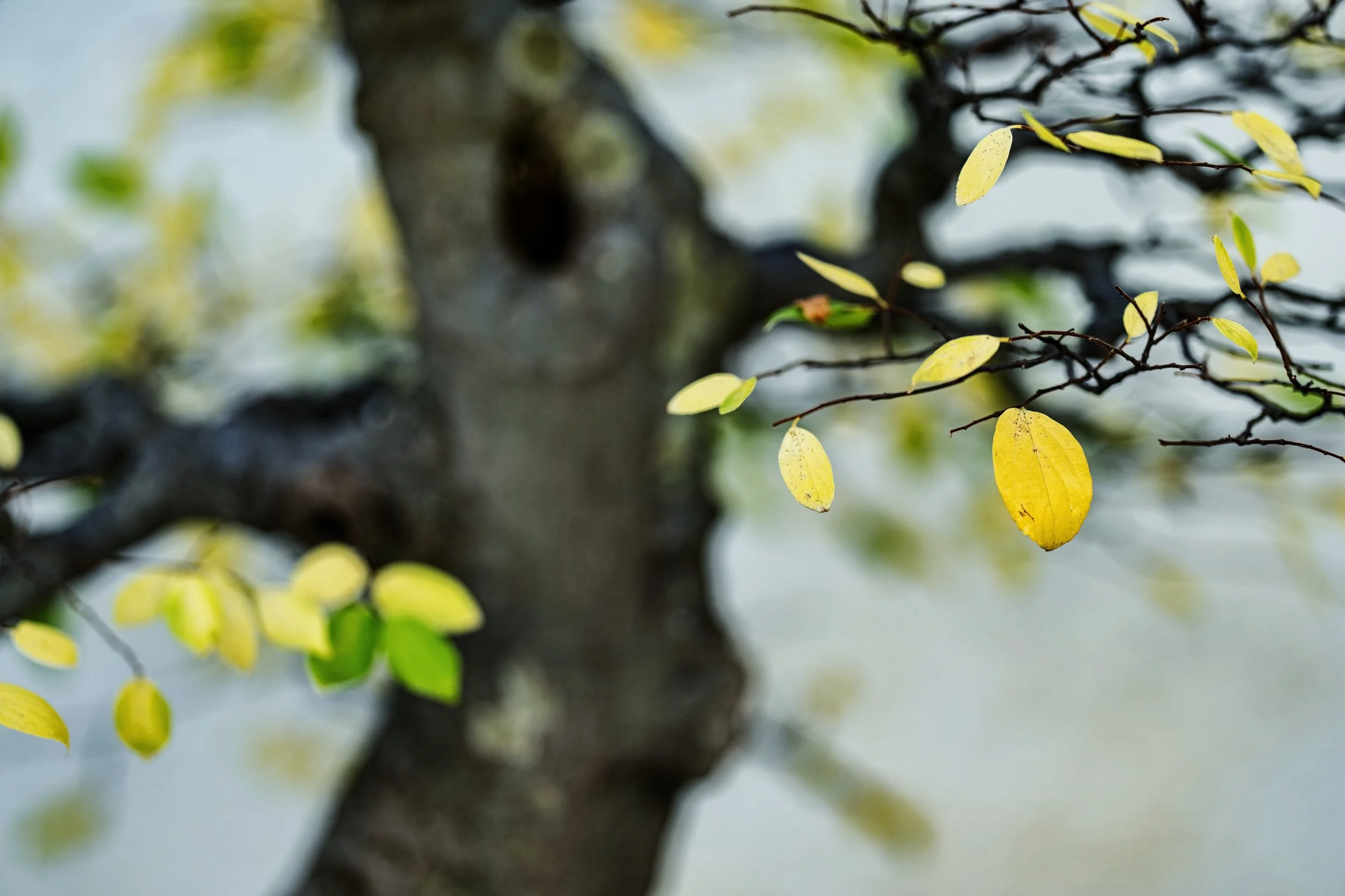World Bonsai Day 2025 — National Bonsai Foundation