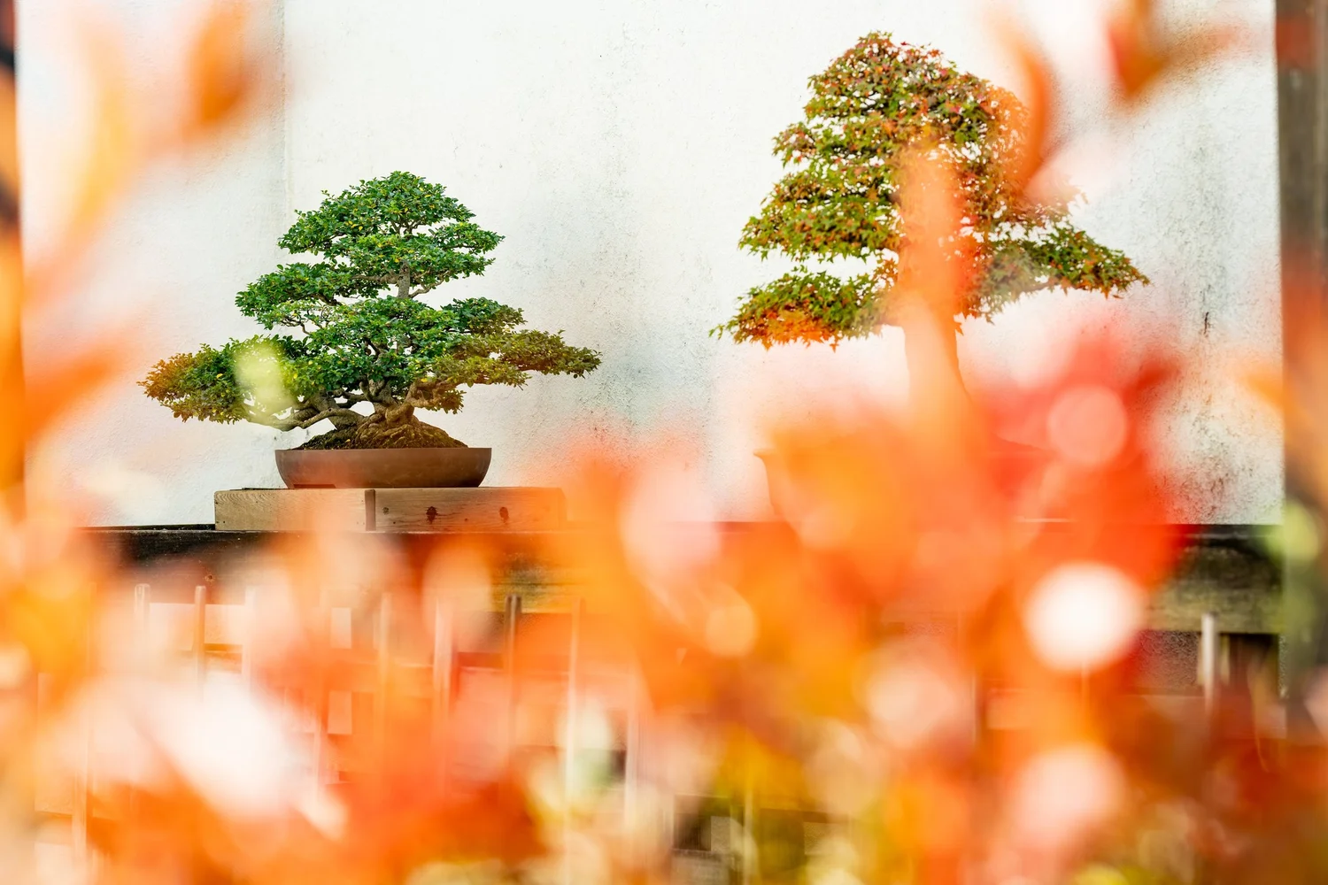 World Bonsai Day 2025 — National Bonsai Foundation