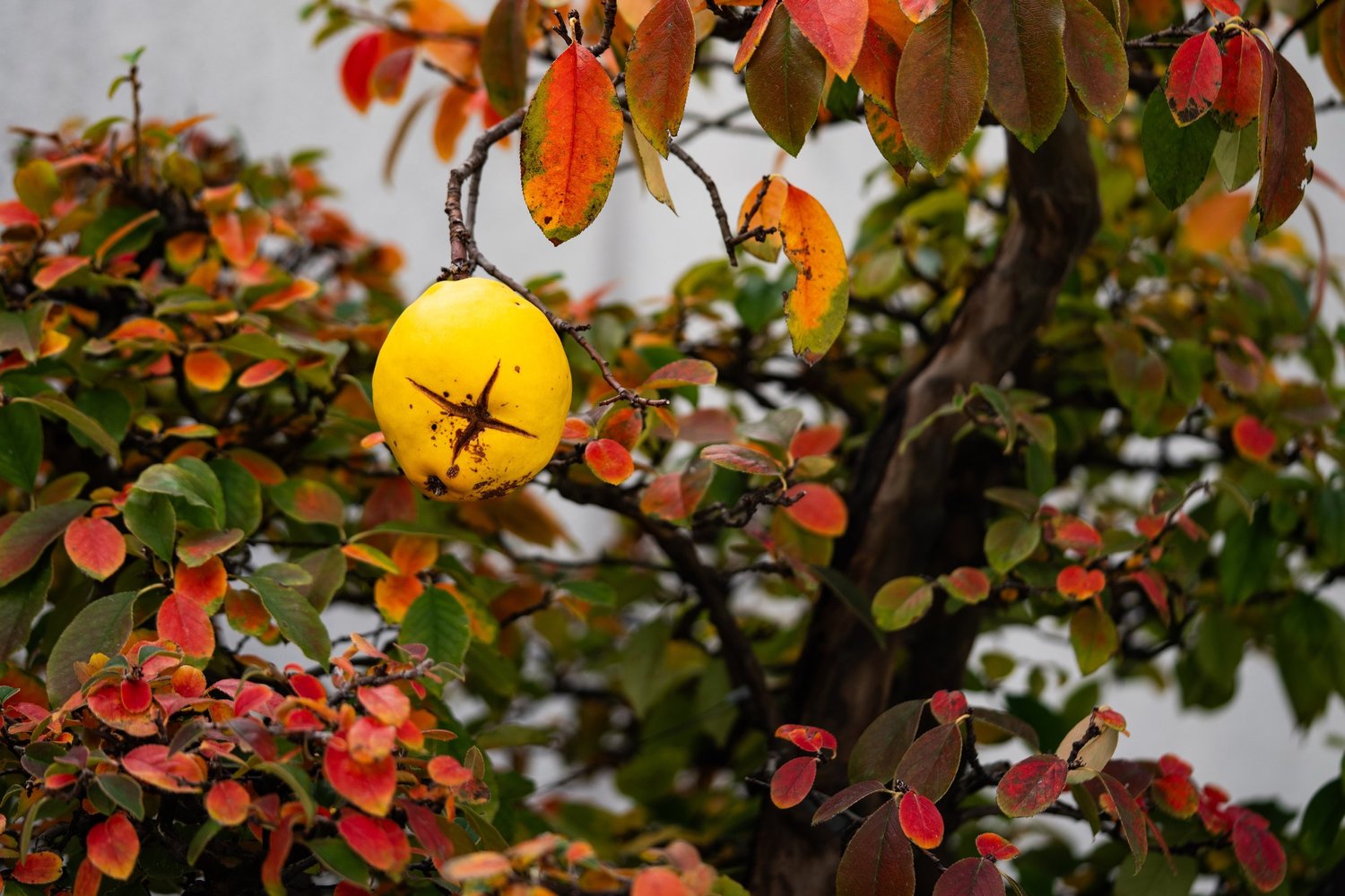 Photographing Bonsai with Stephen Voss: Trees in Transition — National ...
