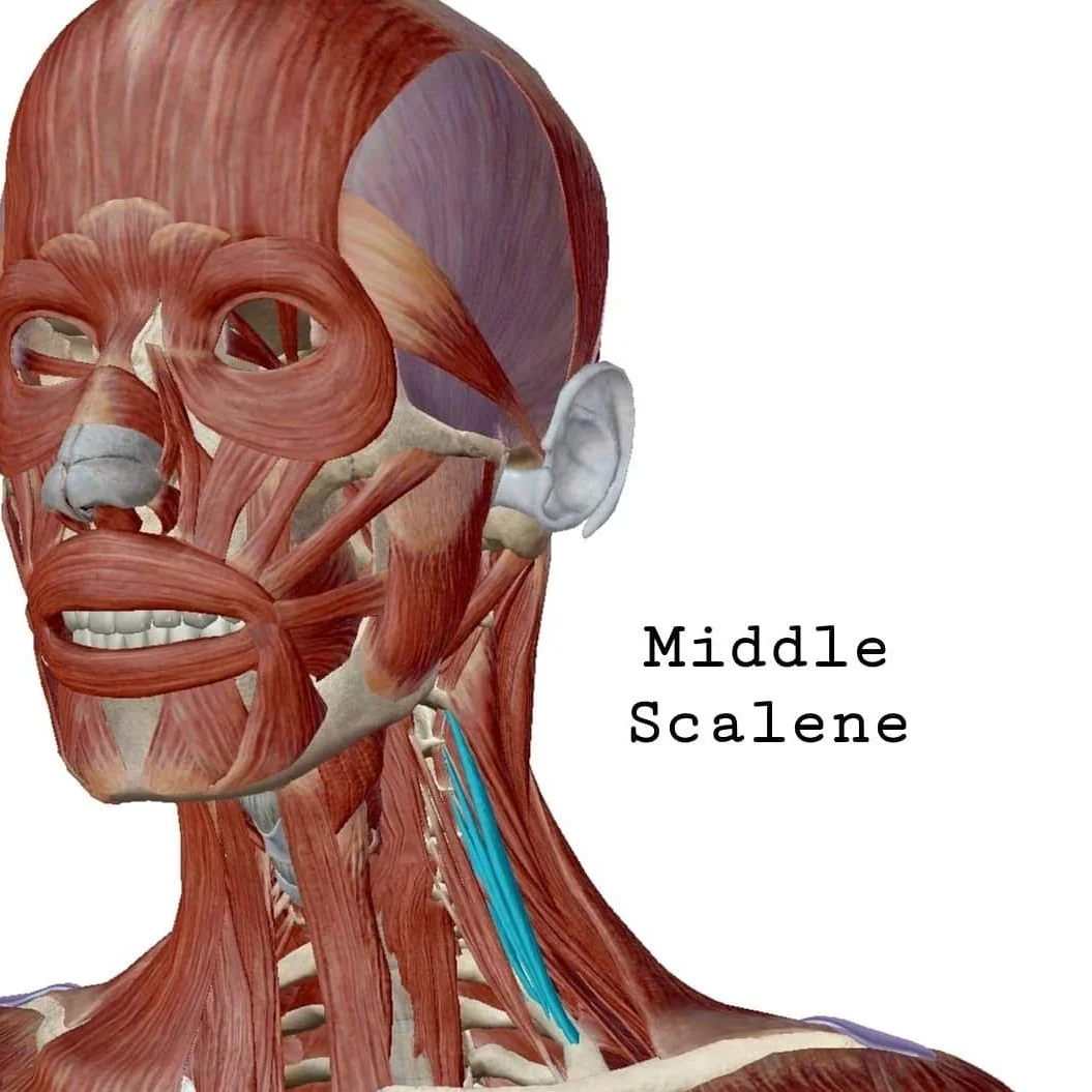 Middle Scalene Model
