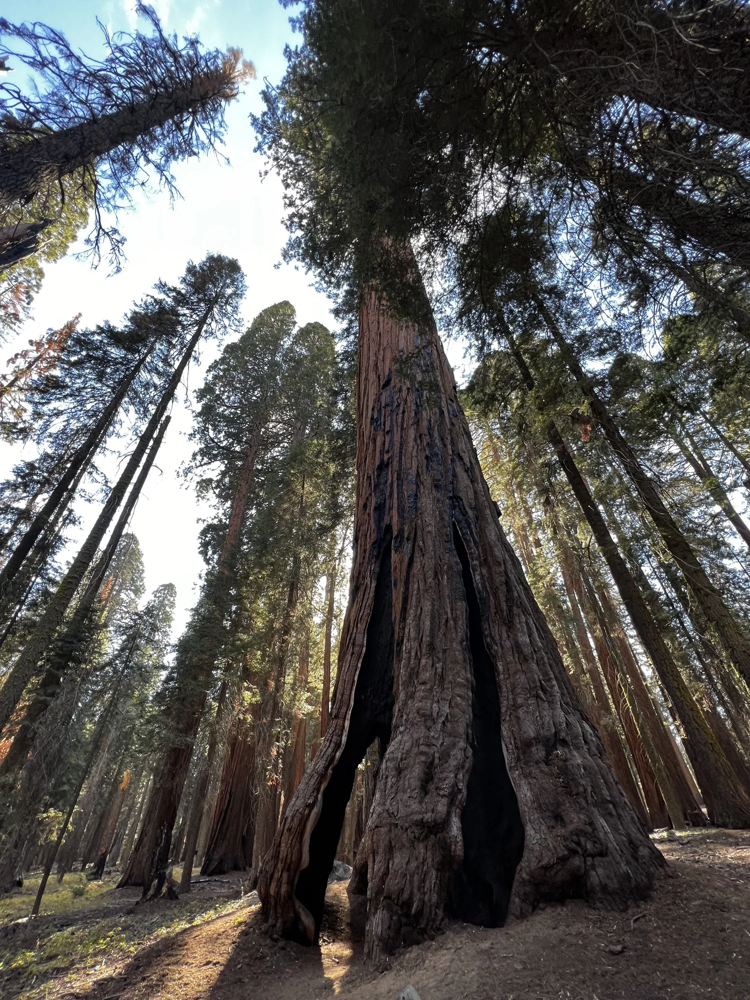 RO+DBT PROGRAM — ARC