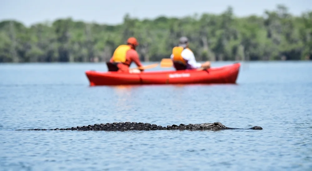 What Is Light What Is Light Some Kind Of Wavy Thing Right