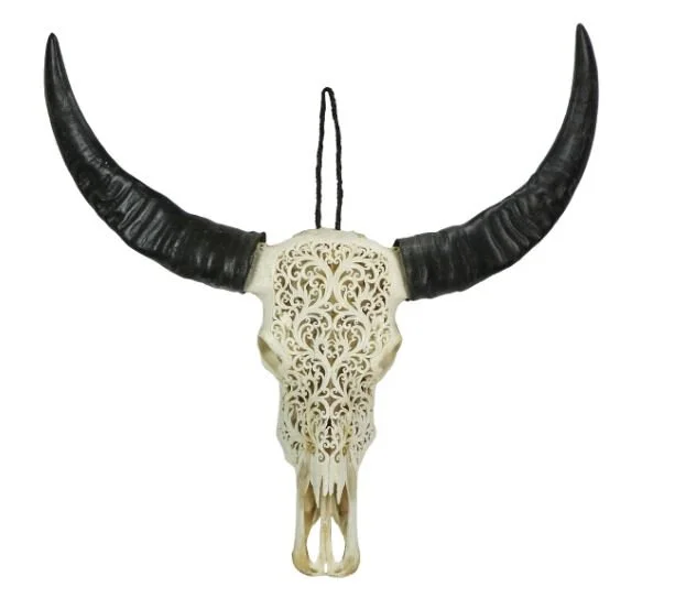 Ankole Watusi Skull