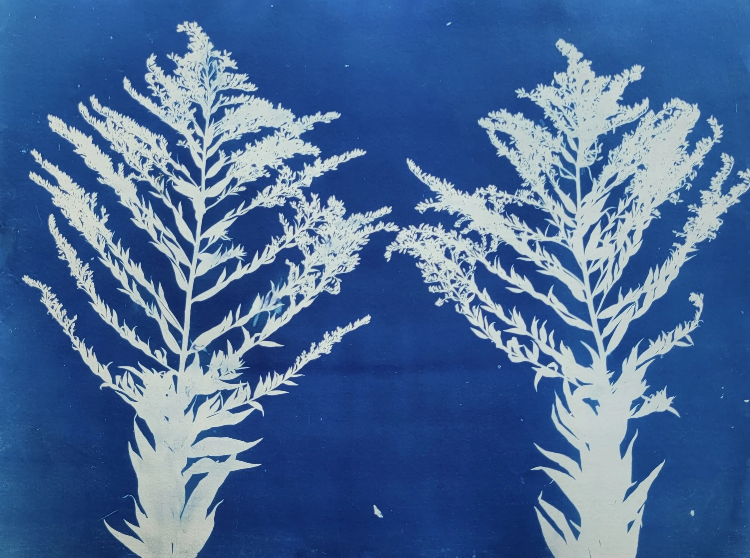 Rose Heflin — ArtWorking