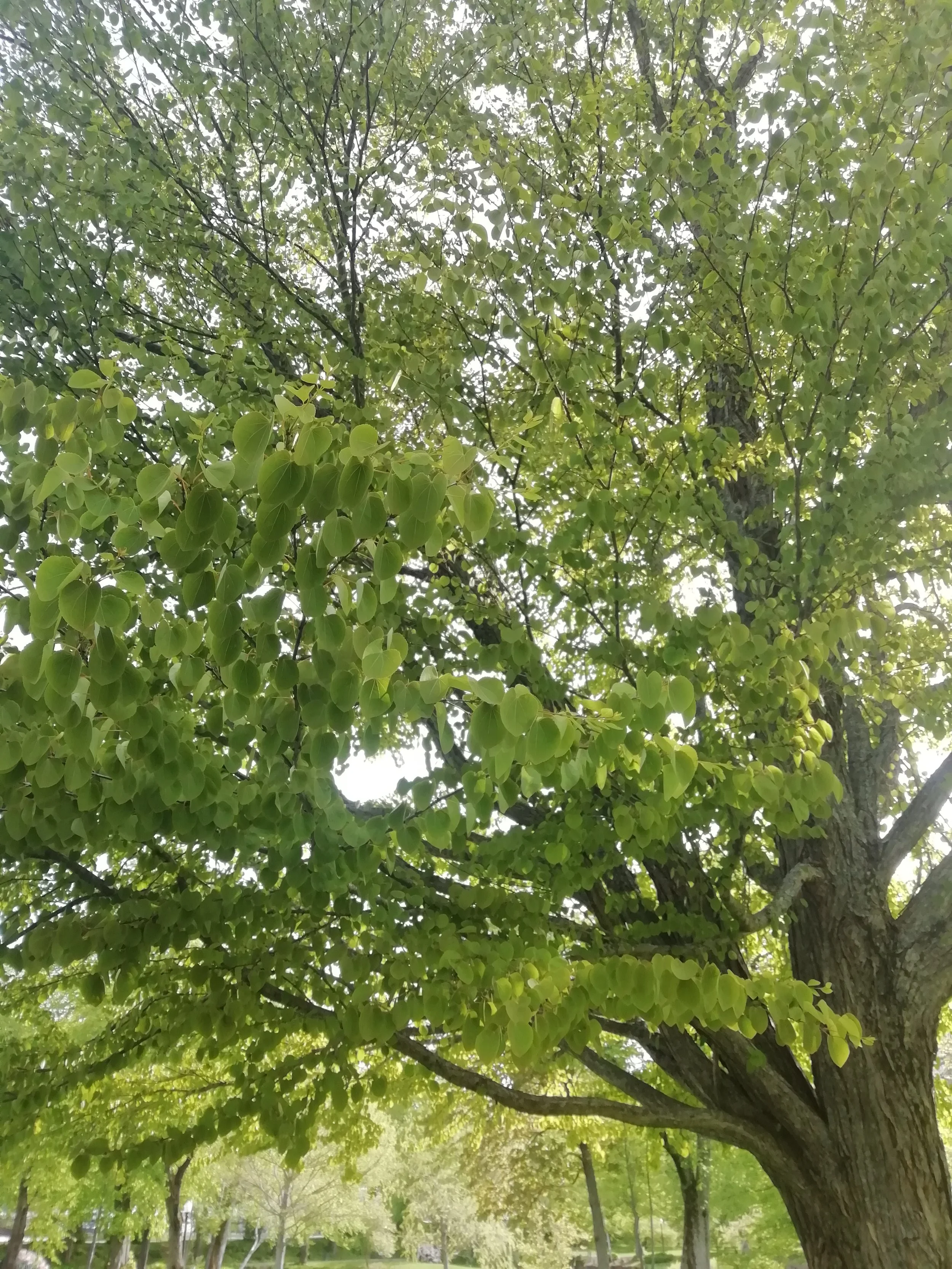 The Wish Tree — Halifax Tree Project